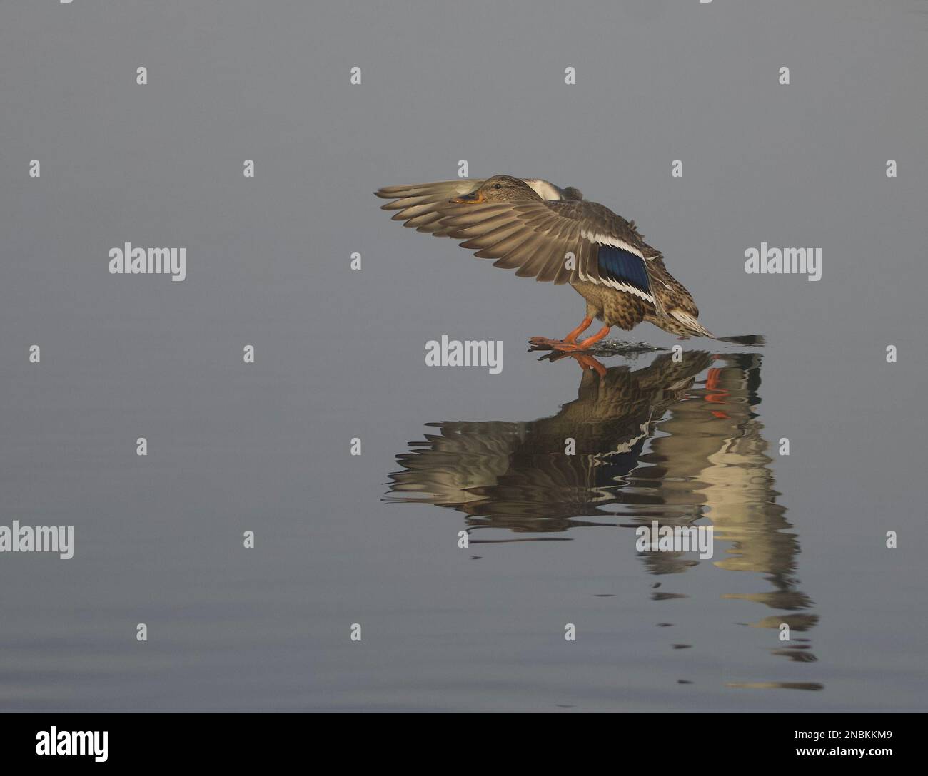 Flight and fying hi-res stock photography and images - Alamy