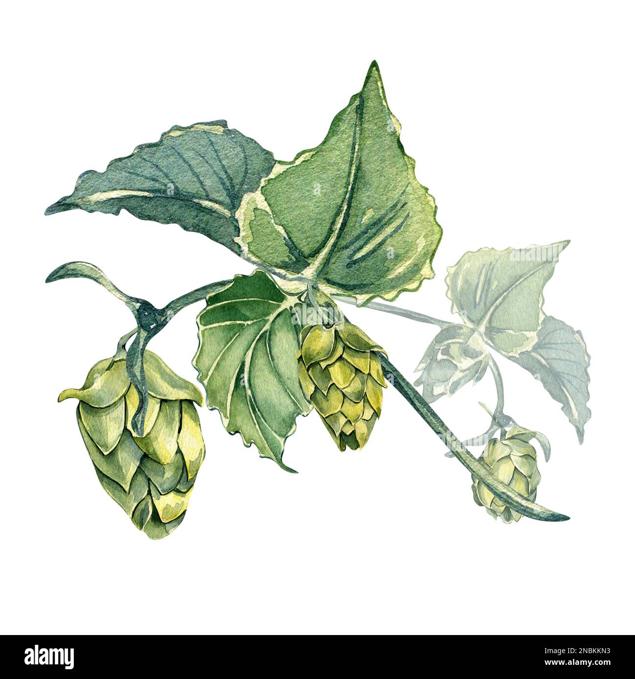 Hops on a brunch watercolor illustration isolated on white background ...