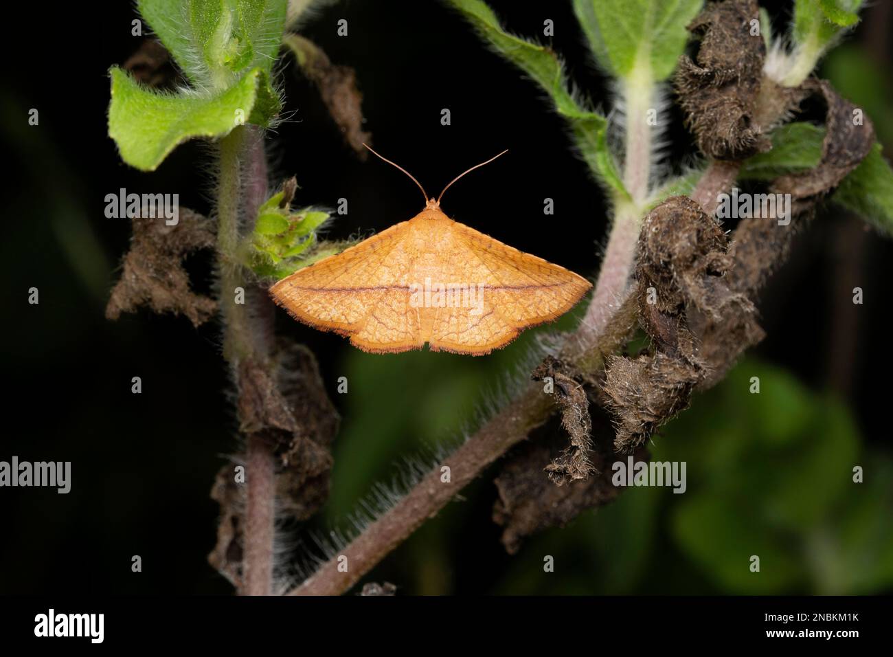 Daincha leaf webber hi-res stock photography and images - Alamy