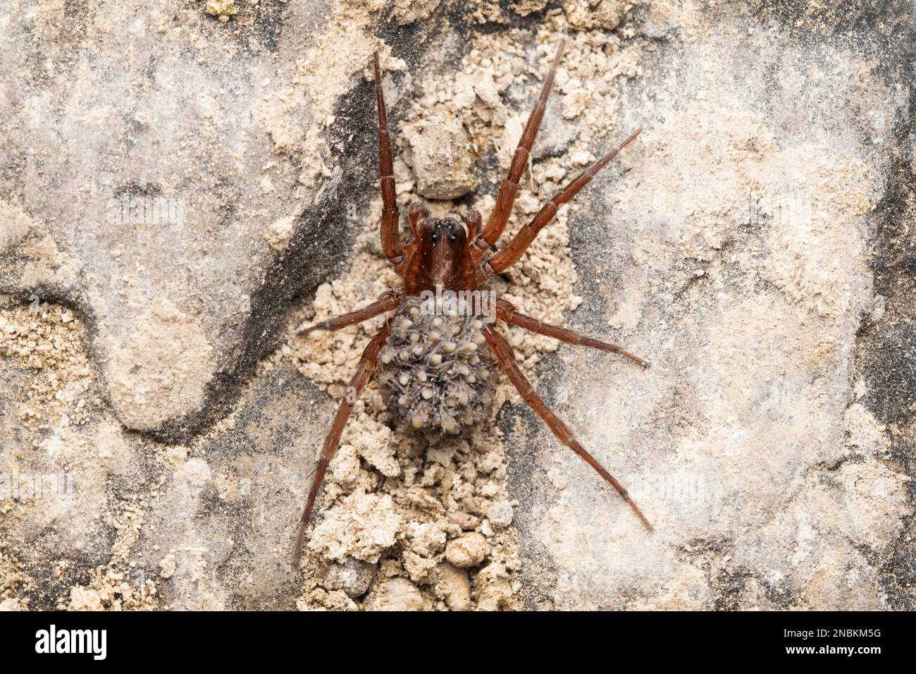 Spider carrying its babies, Pardosa milvina, Satara, Maharashtra, India ...