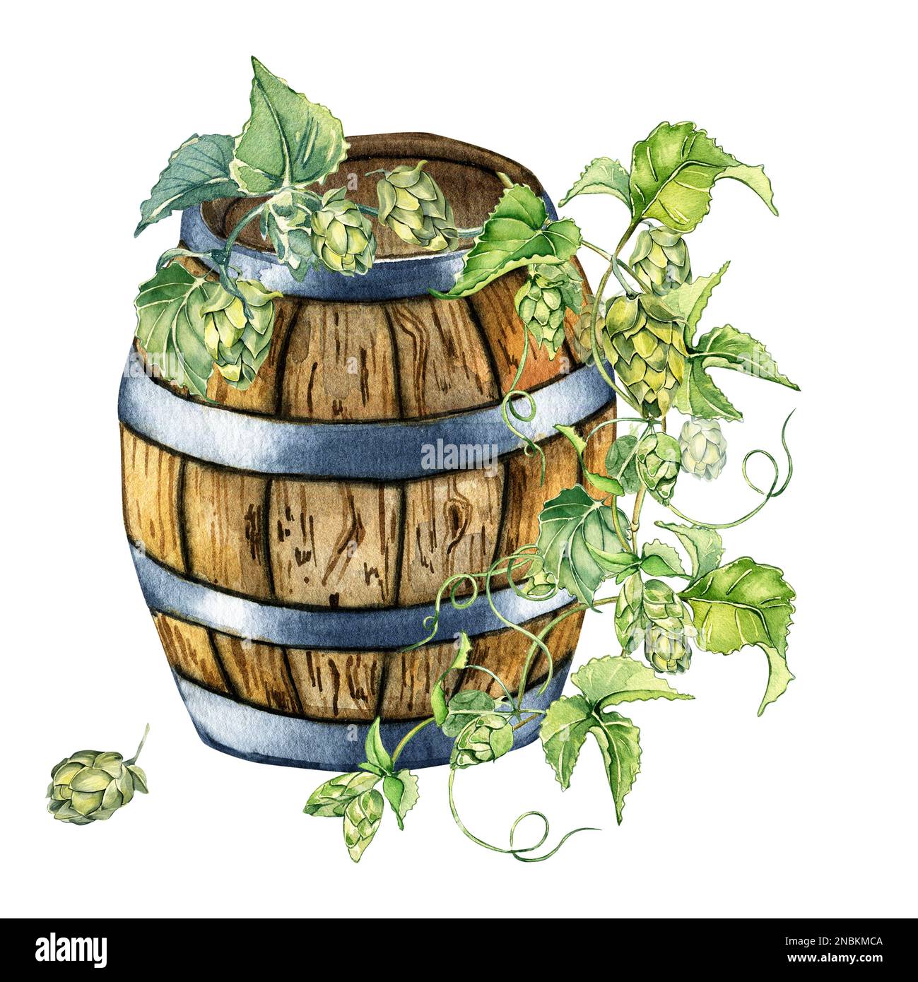 Wooden Beer Barrel And Hop Vine Watercolor Illustration Isolated On
