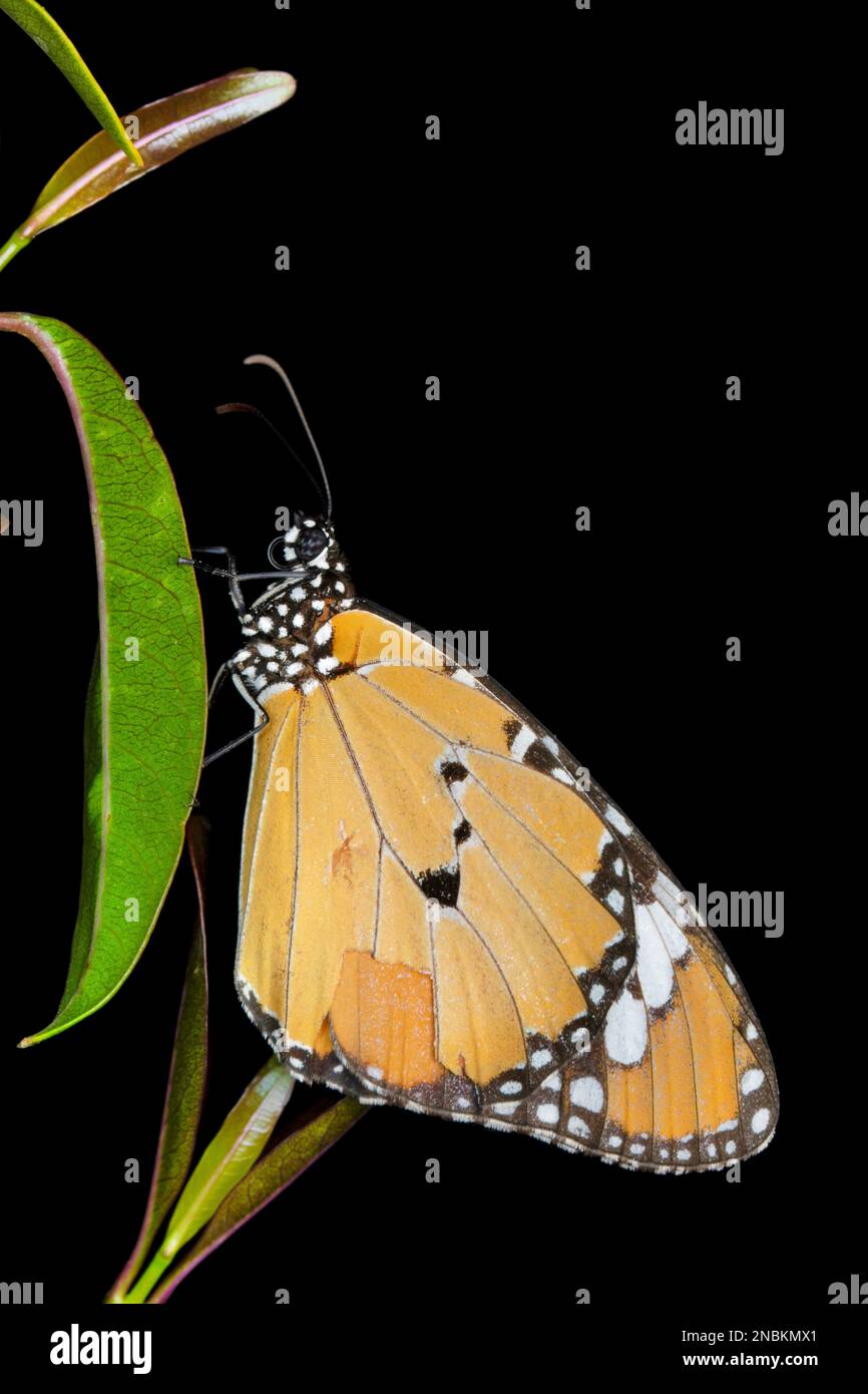 Plain tiger butterfly, Danaus chrysippus, Satara, Maharashtra, India ...