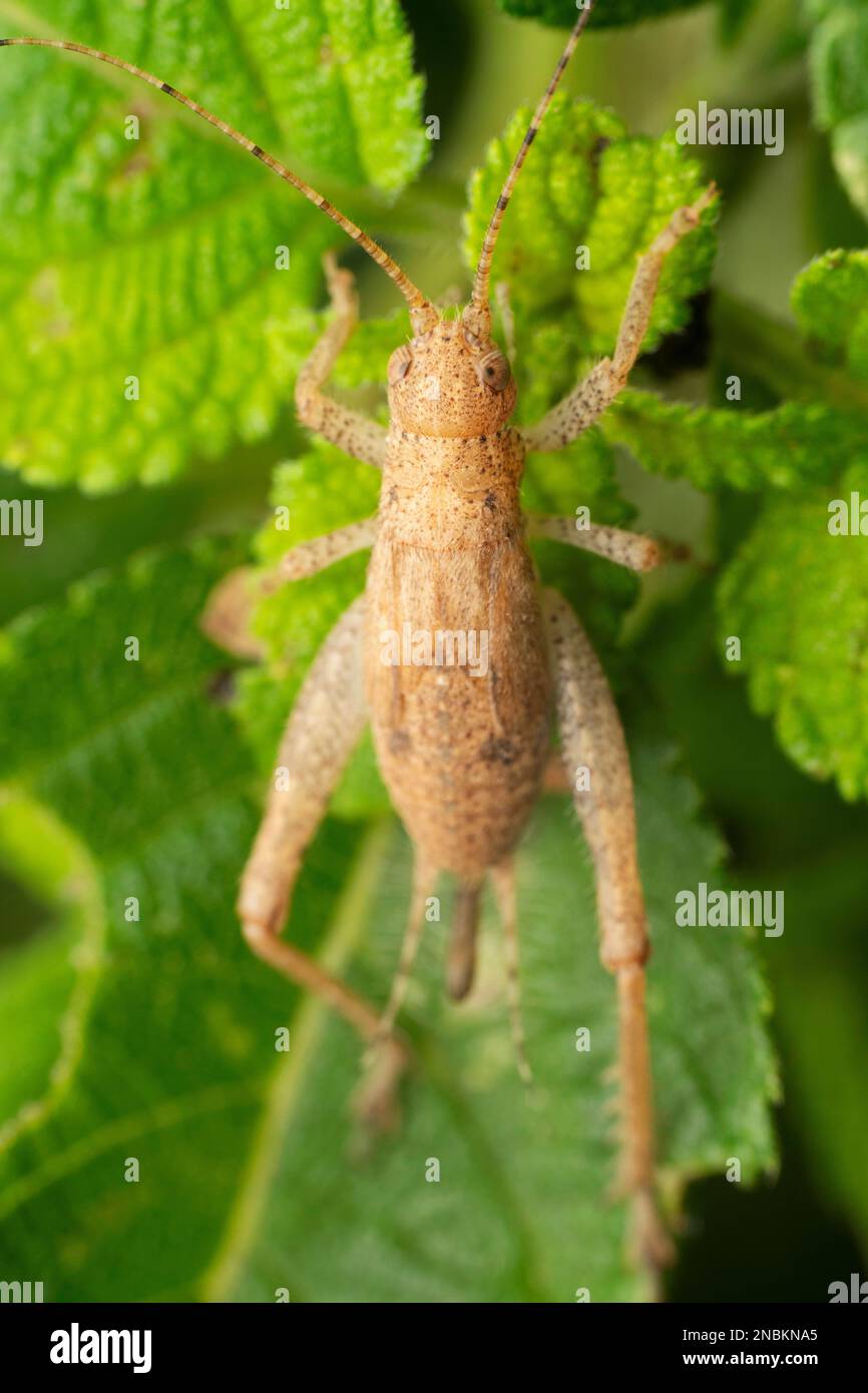 Wingless insects hi-res stock photography and images - Alamy