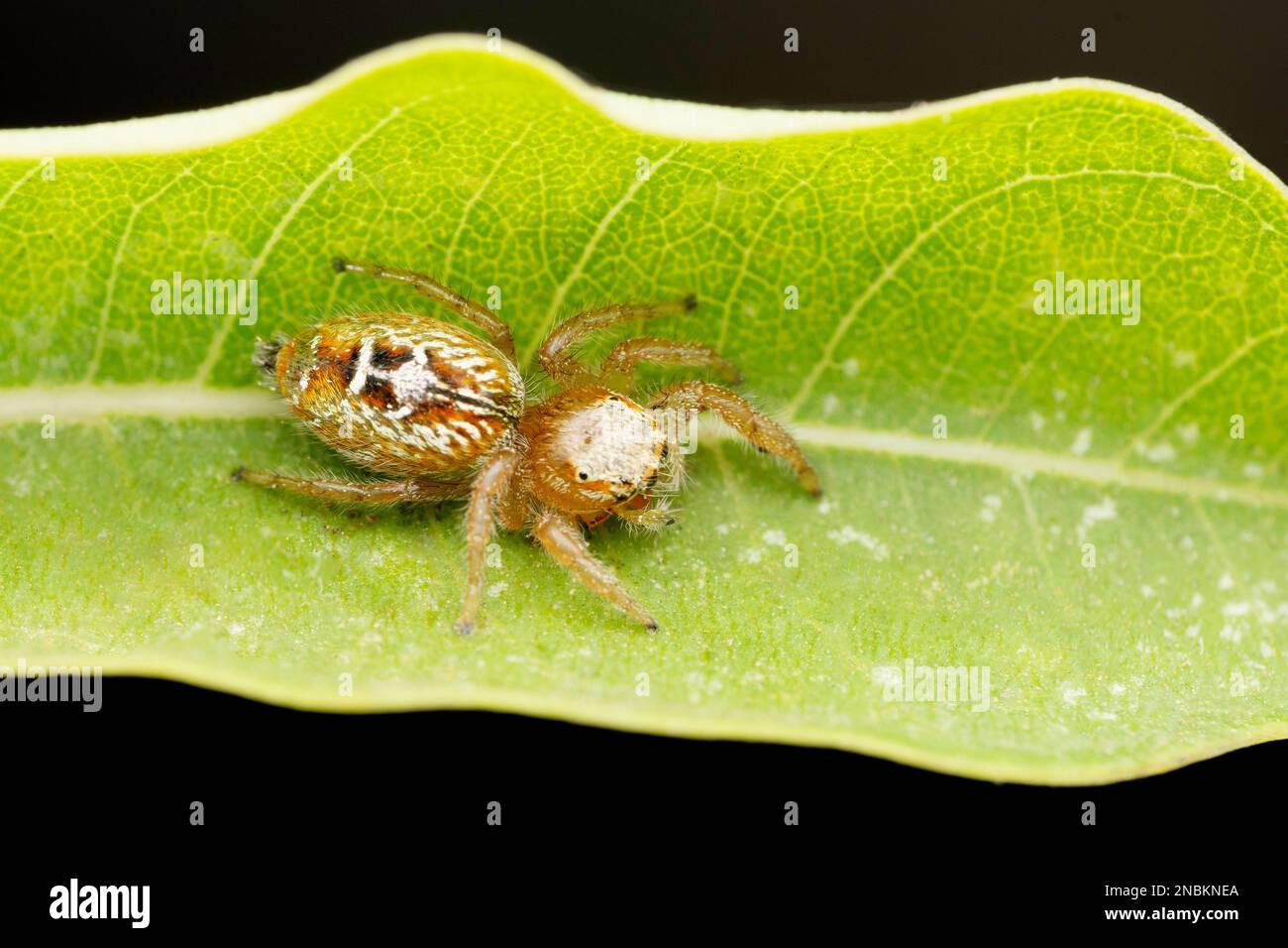 Female heavy jumping spider, Thyene imperialis, Satara, Maharashtra ...