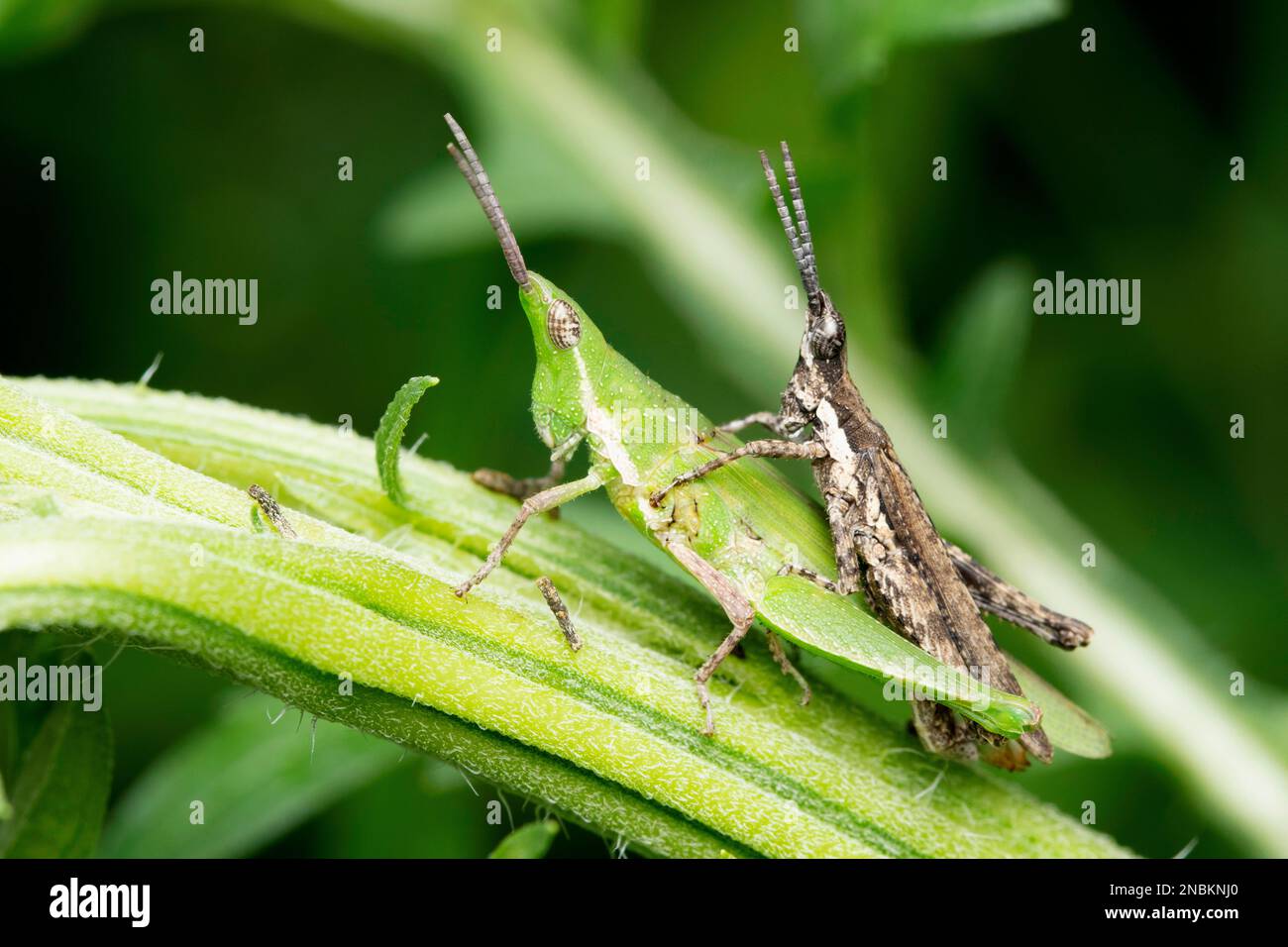 Grasshopper mating, Pyrgomorpha conica Satara, Maharashtra, India Stock ...
