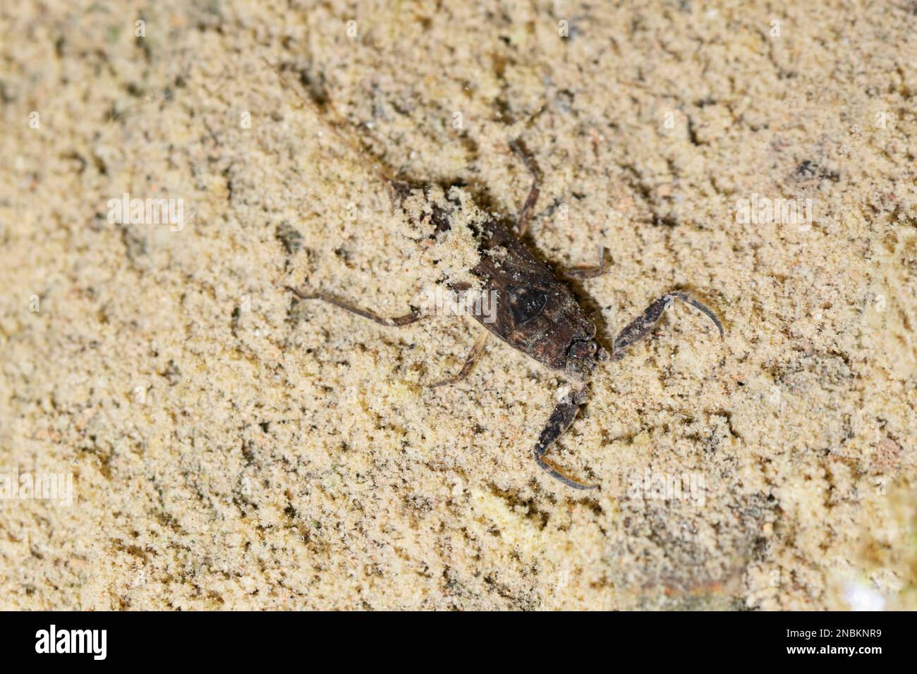 Water scorpion closeup, Nepa cinerea, Satara, Maharashtra, India Stock ...