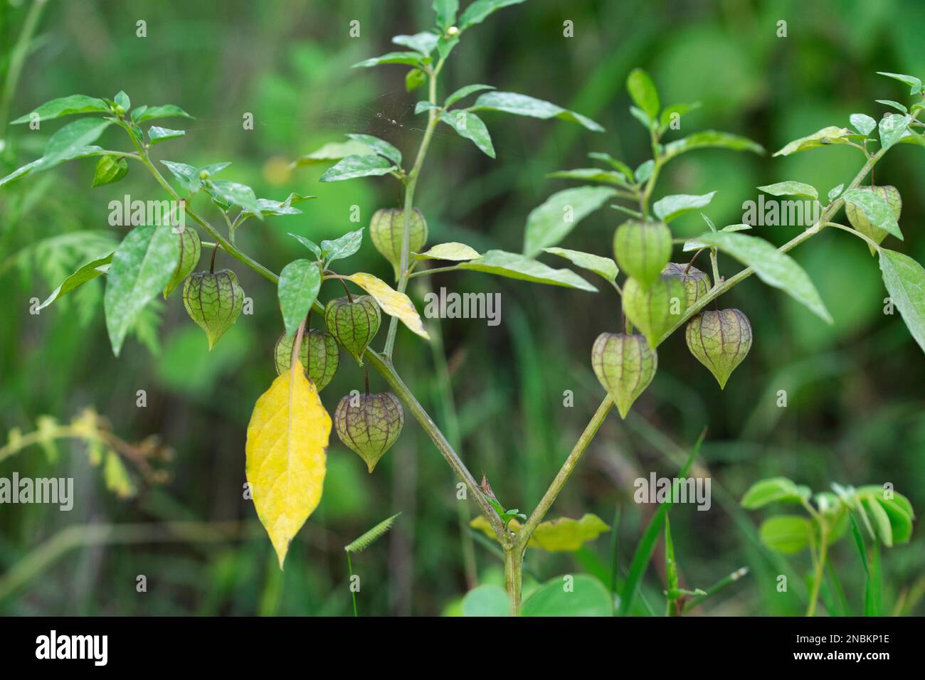 Ground cherry hi-res stock photography and images - Alamy