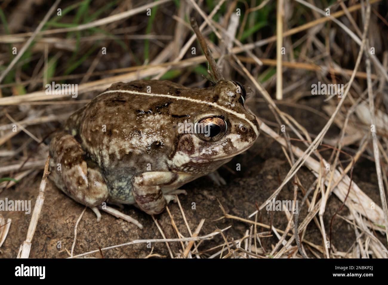 Burrowing frog hi-res stock photography and images - Alamy