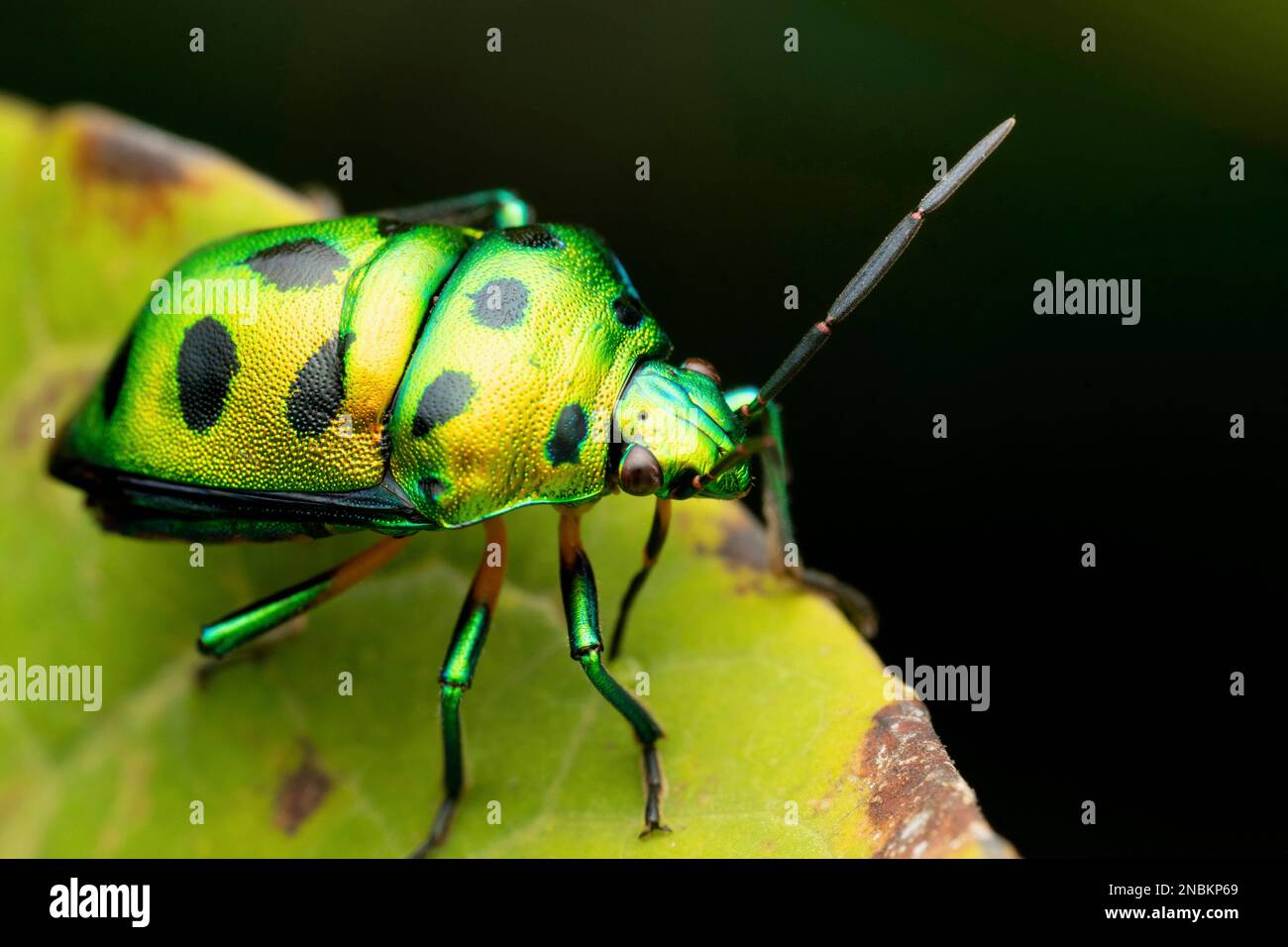 Green jewel bug, Chyrsocoris stolli, Satara, Maharashtra, India Stock ...