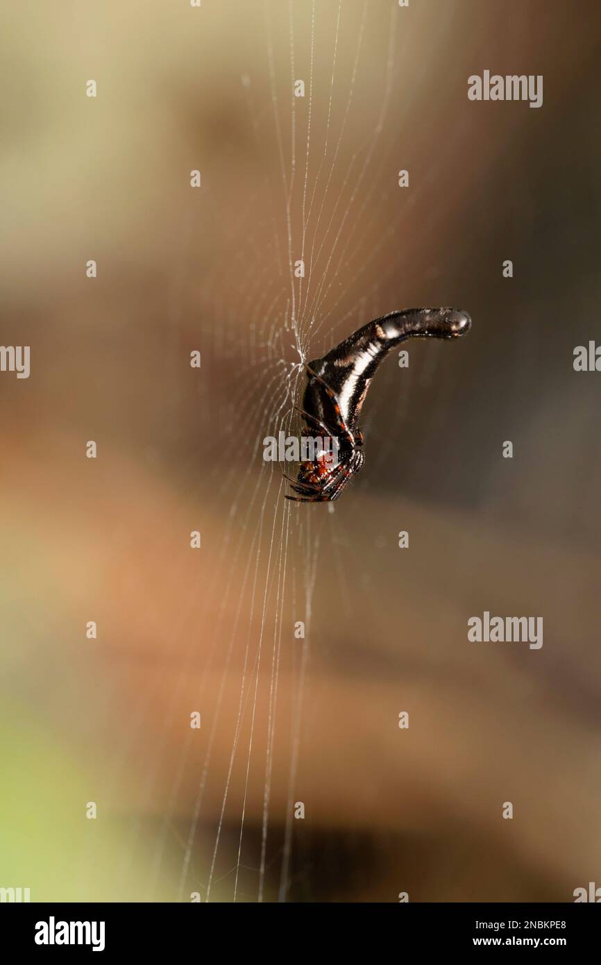 Black spider with elongated stomach, Cyclosa bifida, Satara ...