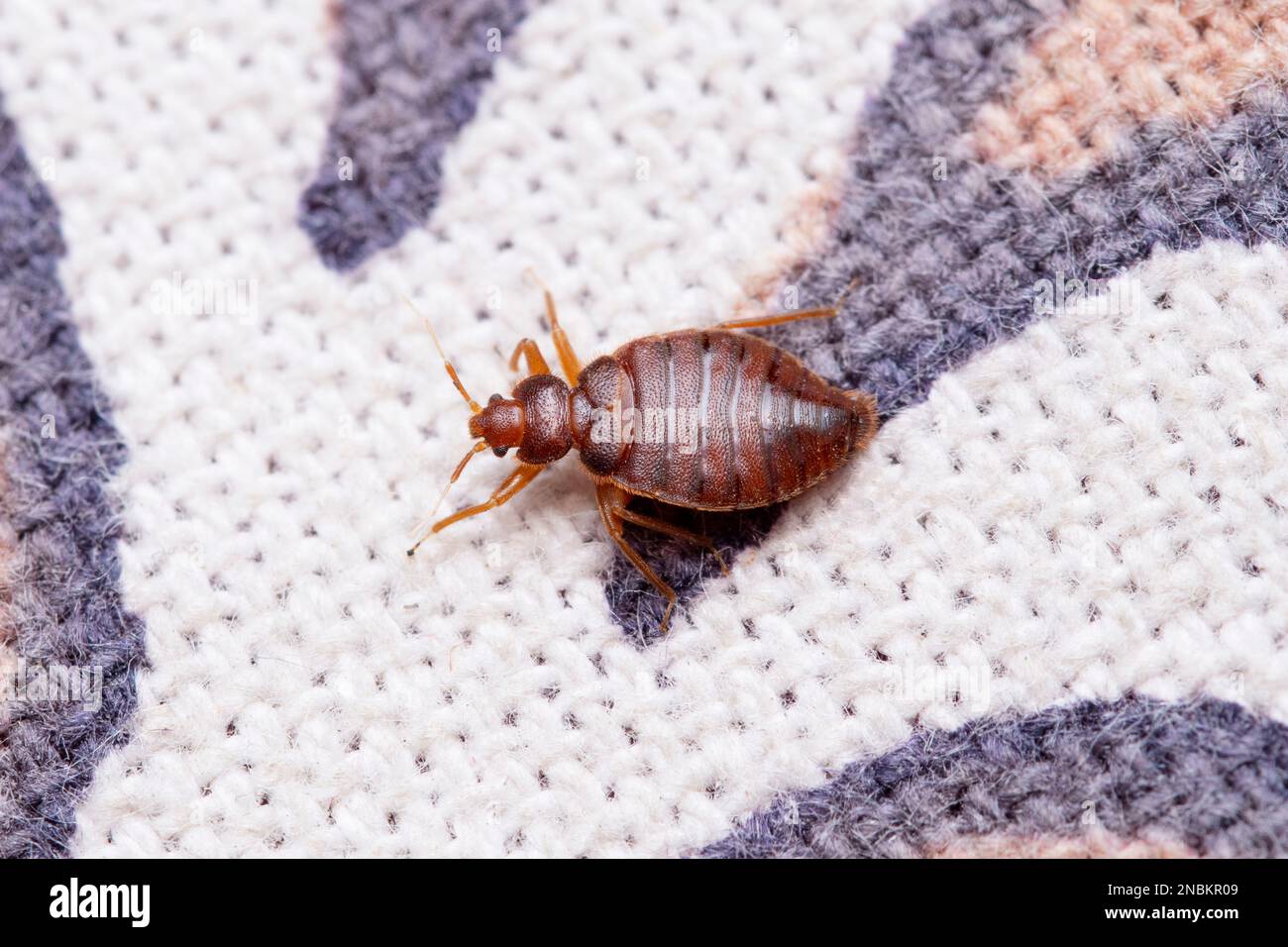 Dorsal shot of Bed bug, Cimex lectularius, Pune, Maharashtra, India ...