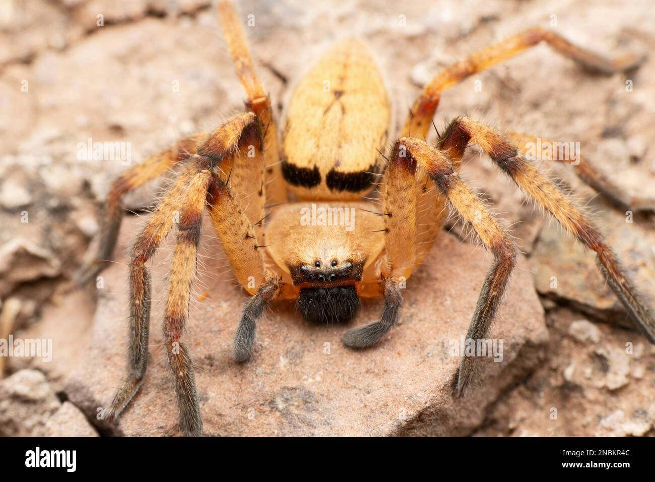 Dorsal of huntsman spider, Olios lamarcki, Satara, Maharashtra, India ...
