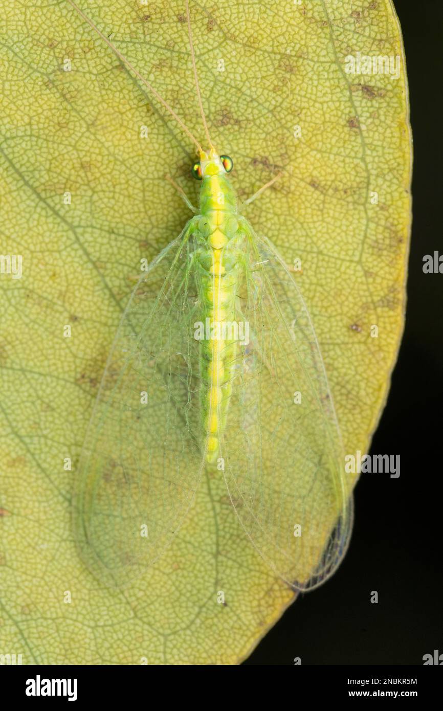 Green lacewing, Chrysoperla carnea, Satara, Maharashtra, India Stock ...