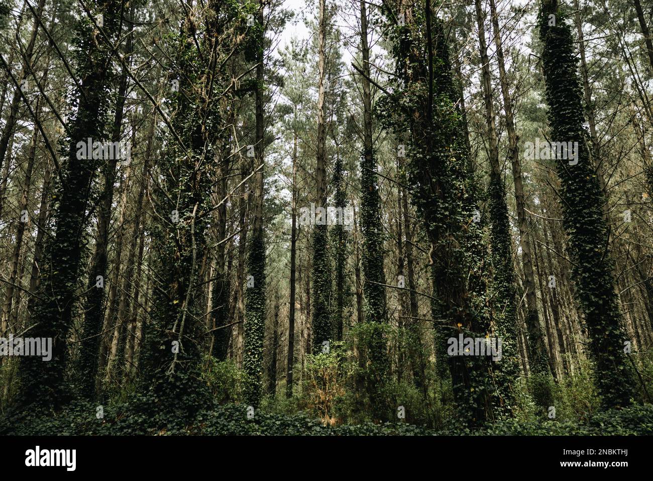 As far as the eye can see, a dense forest of towering trees stretches ...