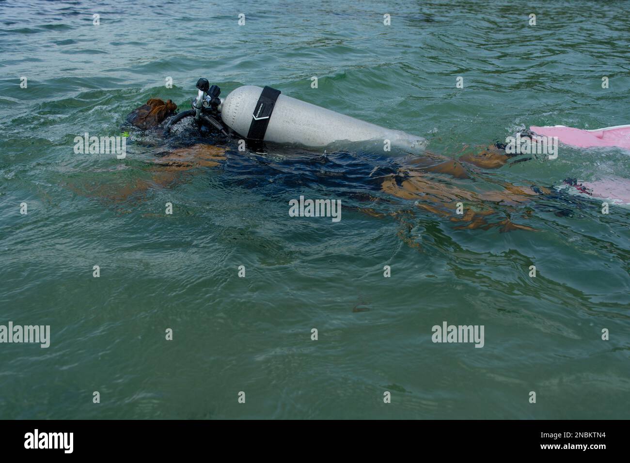 Marine biologists and volunteers at Marine Conservation Cambodia ...