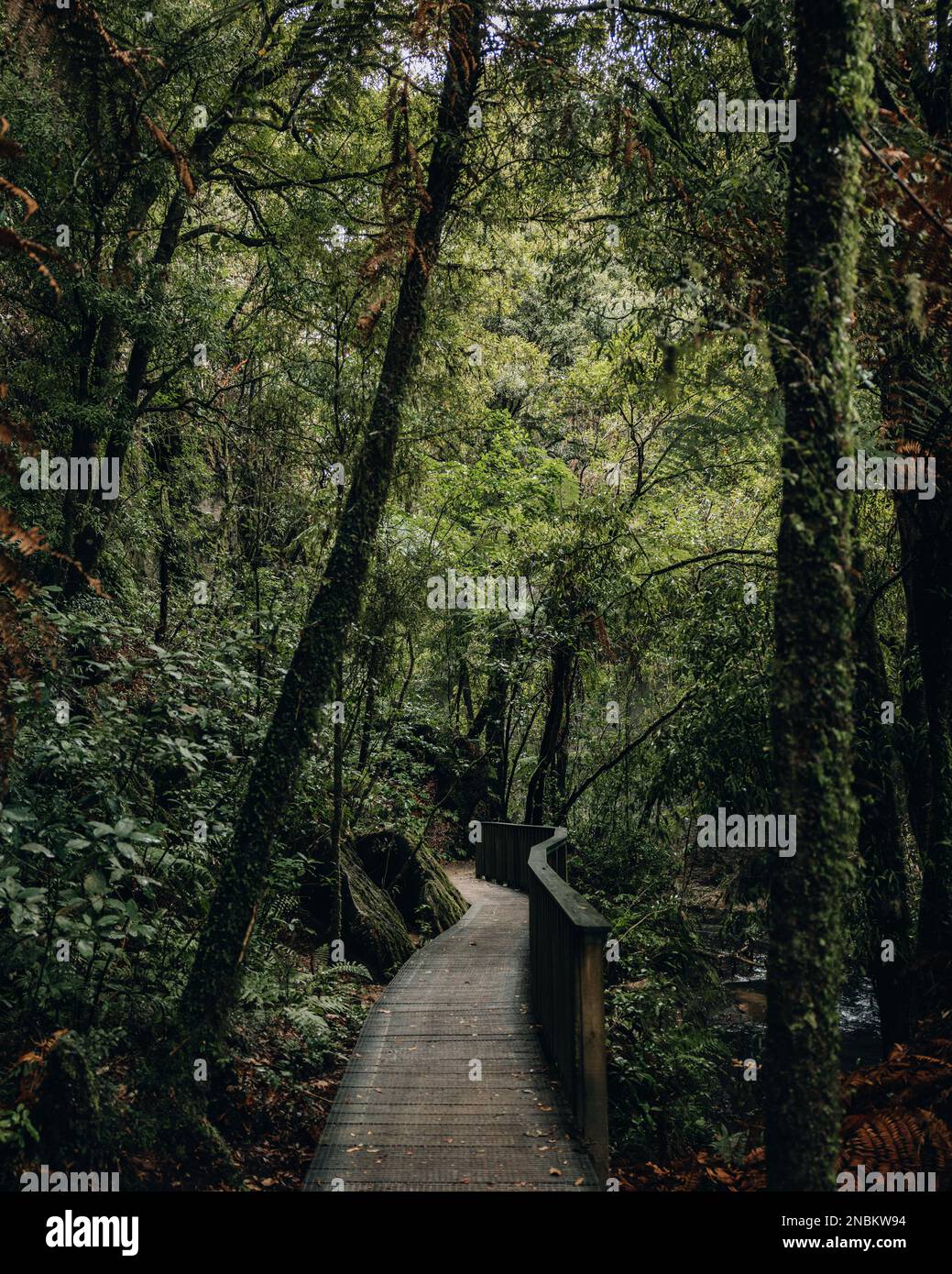 A narrow wooden pathway winds its way through the lush and dense forest ...