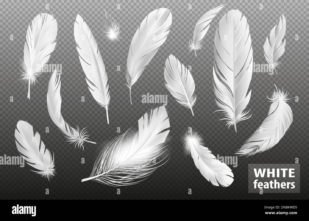 Realistic feathers transparent set with isolated images of fluffy bird ...