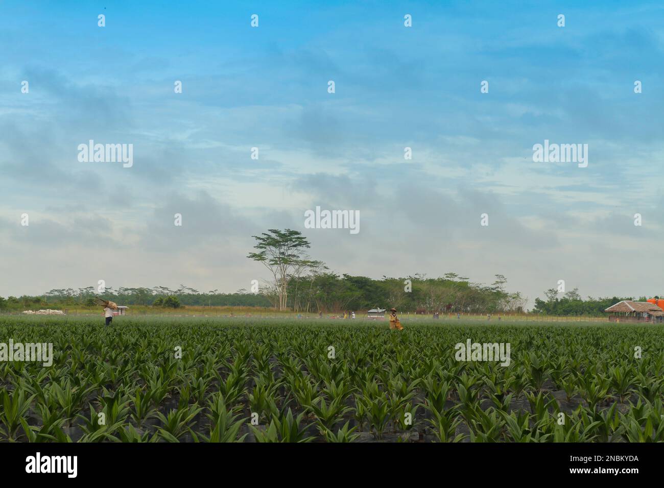 A view of palm oil seed field Stock Photo - Alamy