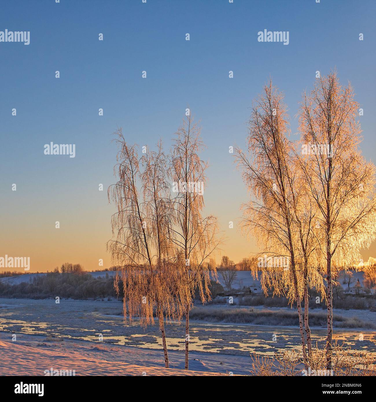 Winter landscape. Frosted tree branches are illuminated by the sunset ...