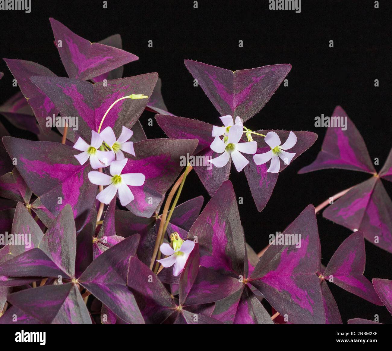 flowers and leaves of the home plant oxalis close-up Stock Photo - Alamy