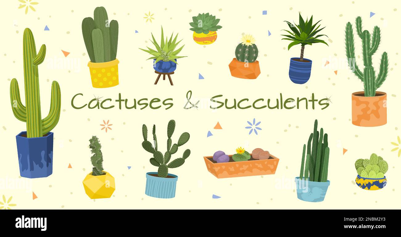 Composition different types cacti in hi-res stock photography and ...