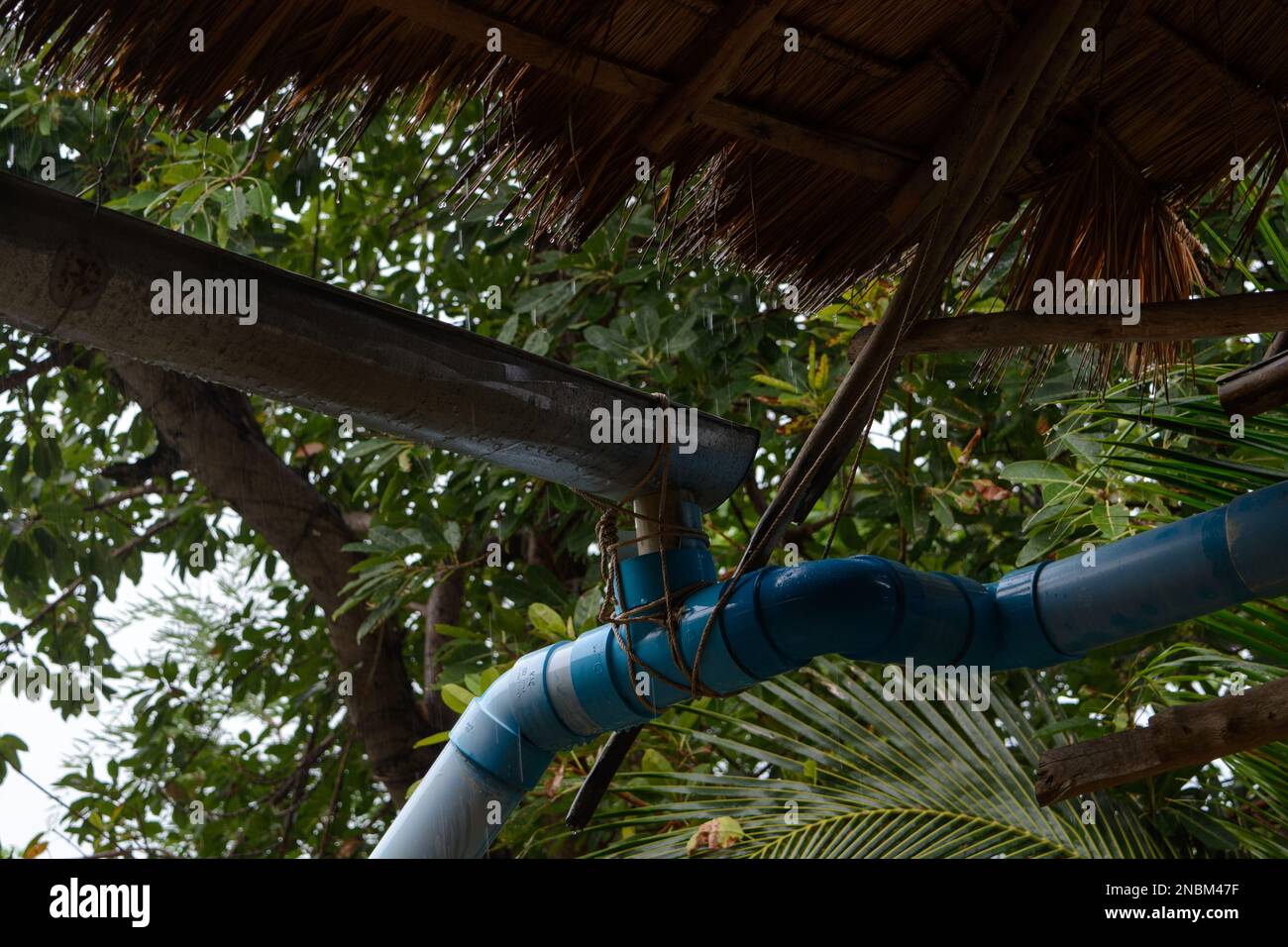 Rain water is collected and stored at the Marine Conservation Cambodia ...