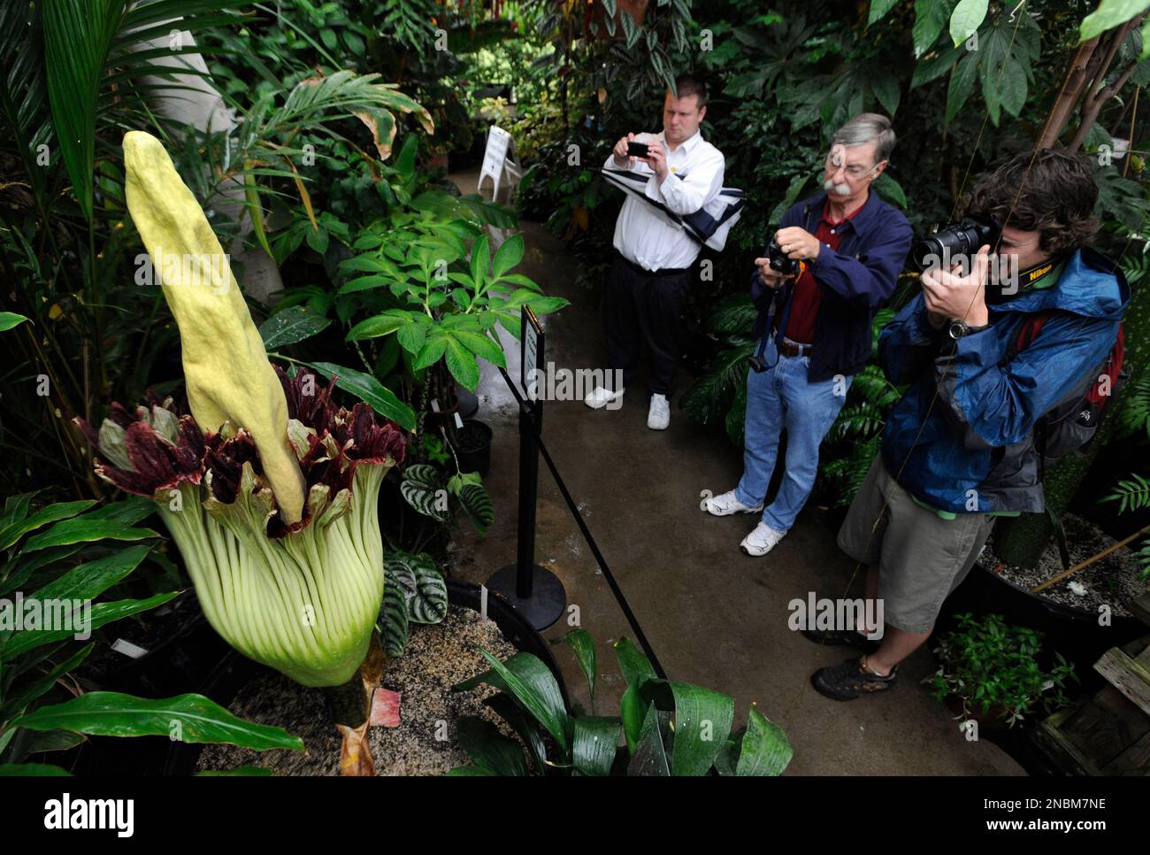Visitors take photos of the University of Connecticut's rare "corpse ...