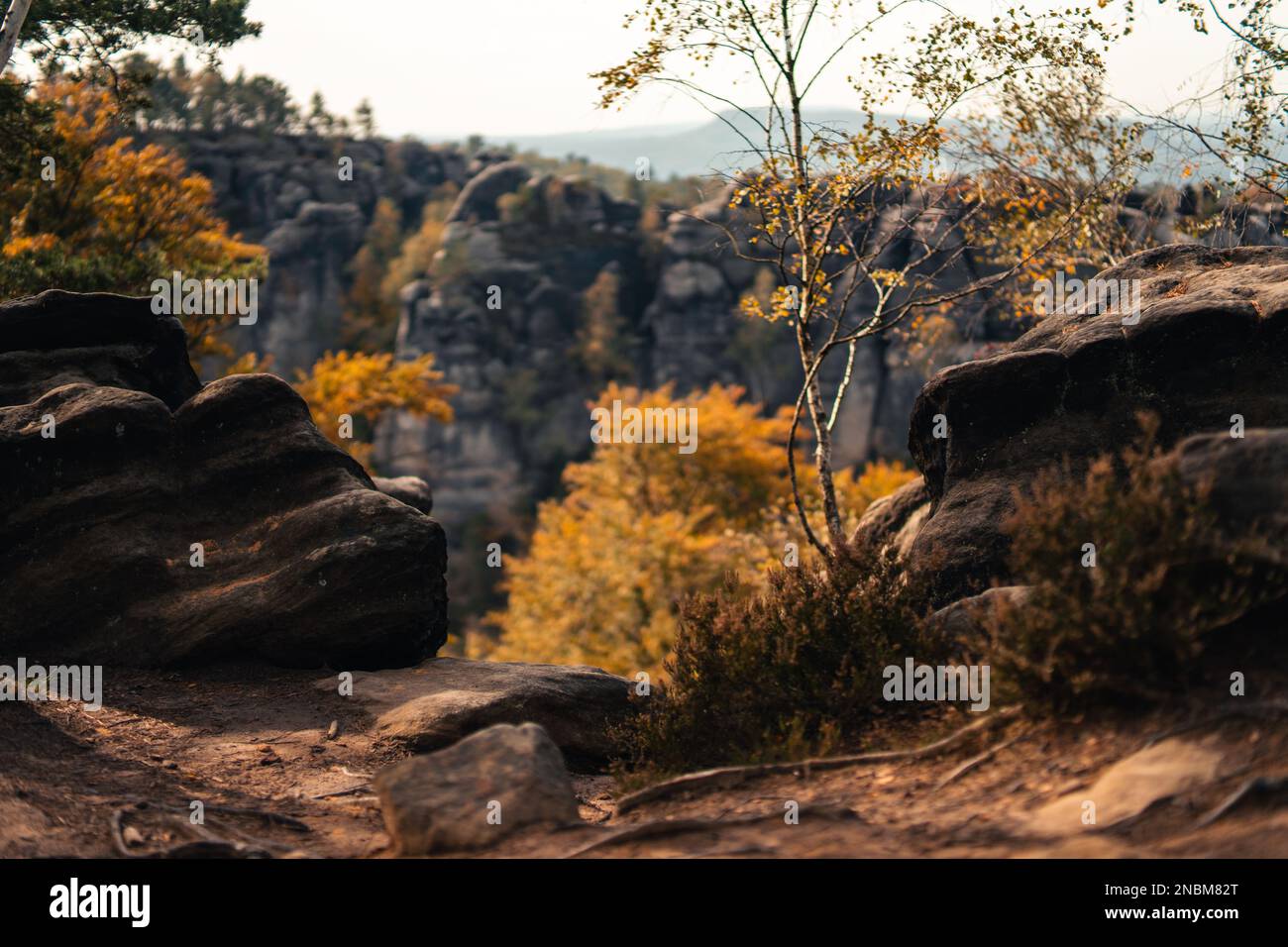 A forest with growing dense trees Stock Photo - Alamy