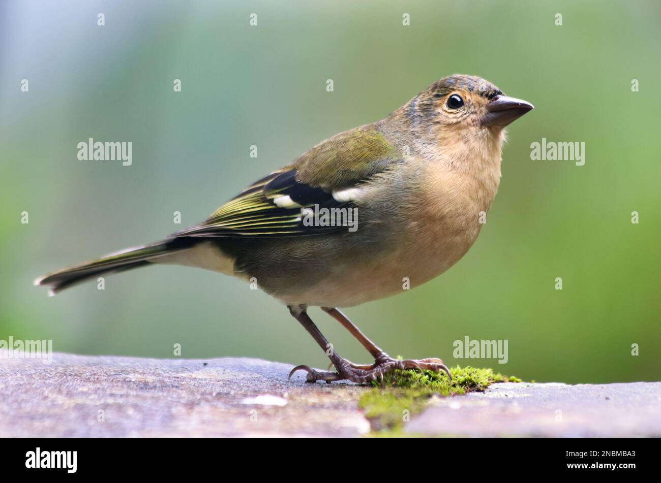 Close up of Madeiran chaffinch - Fringilla coelebs maderensis - sitting ...