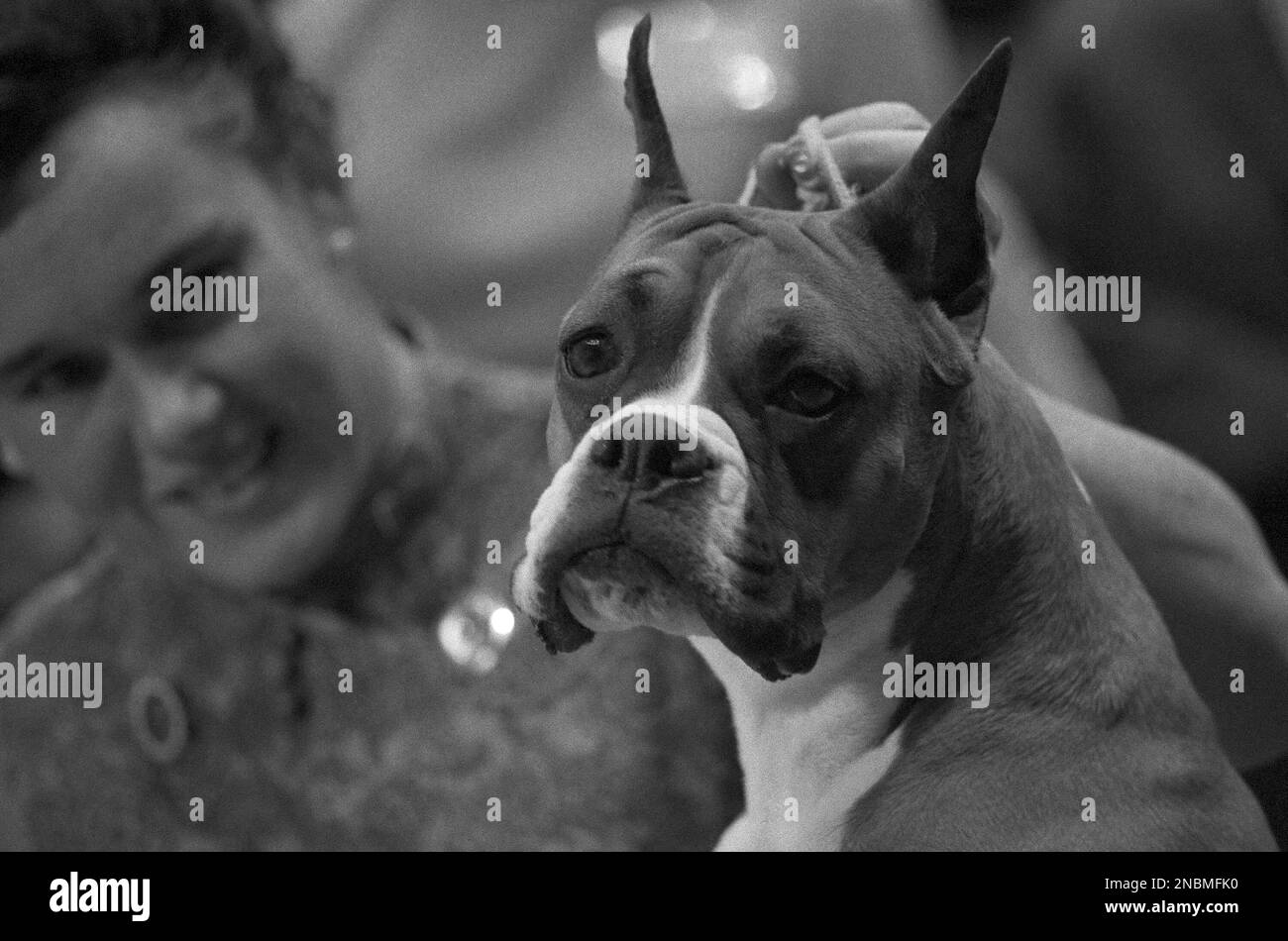 Ch. Arriba’s Prima Donna, a three-year old boxer, was named best in ...