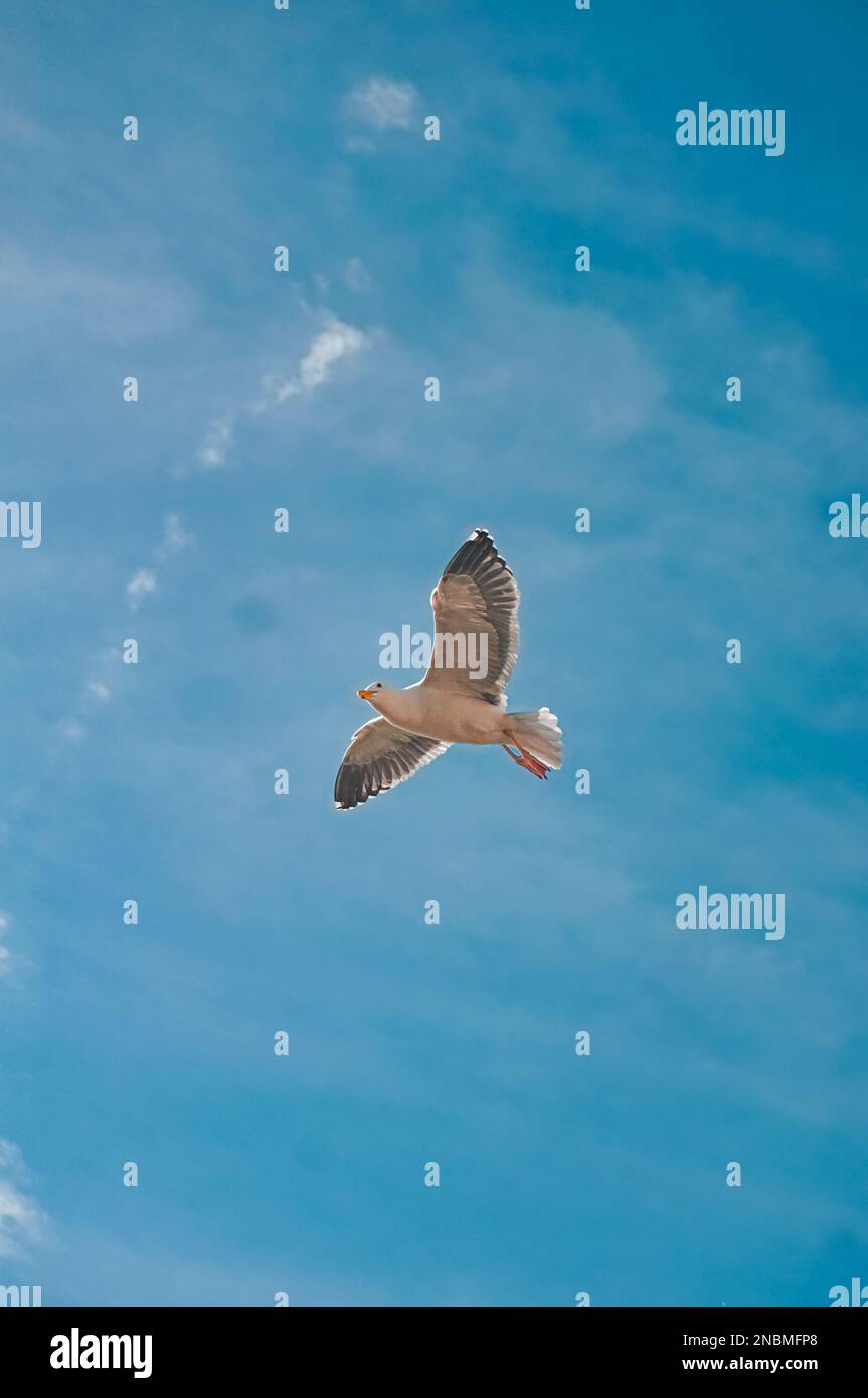 a seagull flew over my head Stock Photo - Alamy