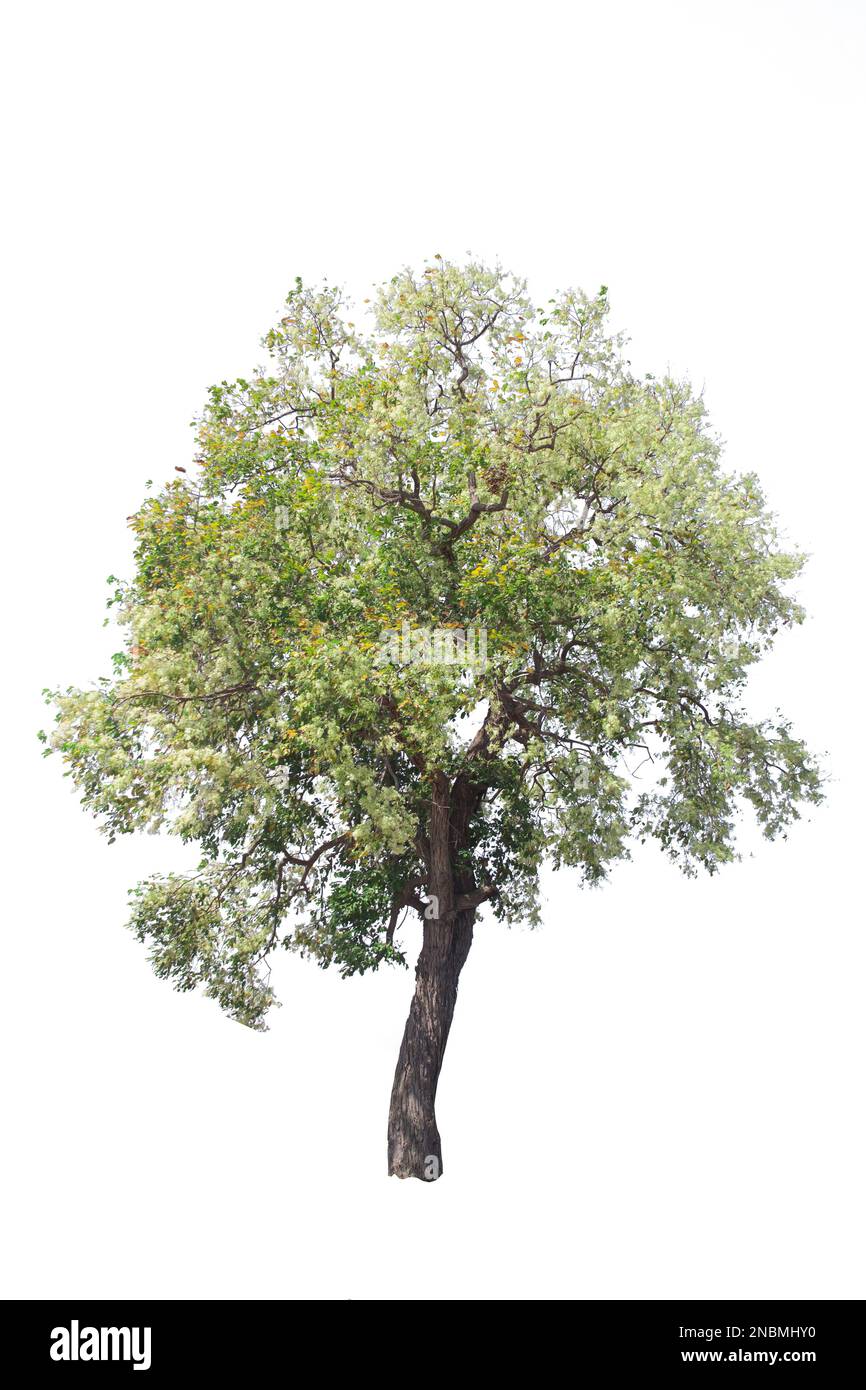 Tree isolated on white background, The tree on the white background ...