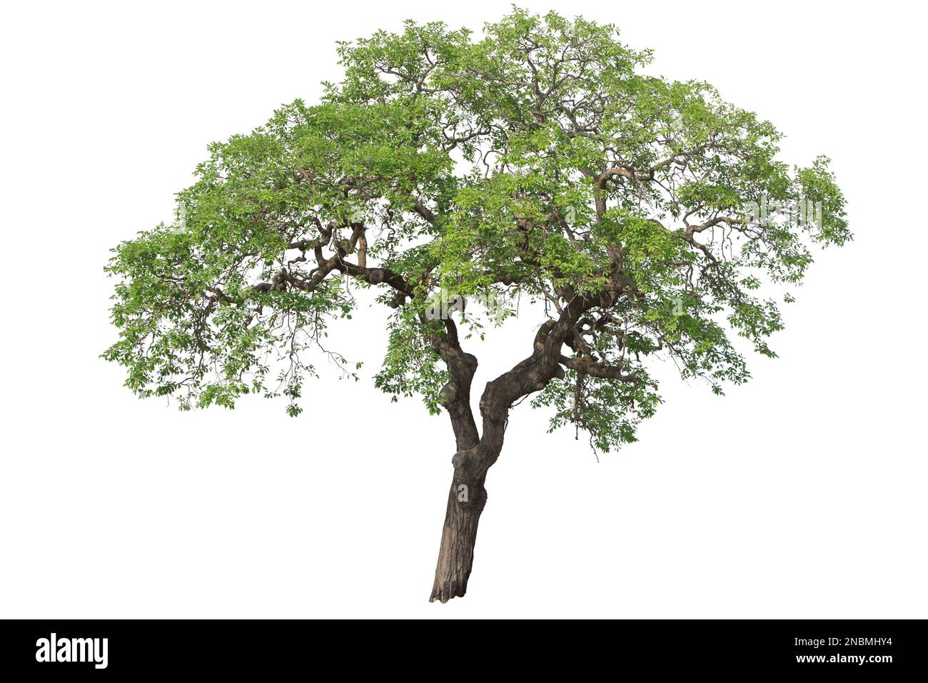 Tree isolated on white background Stock Photo - Alamy