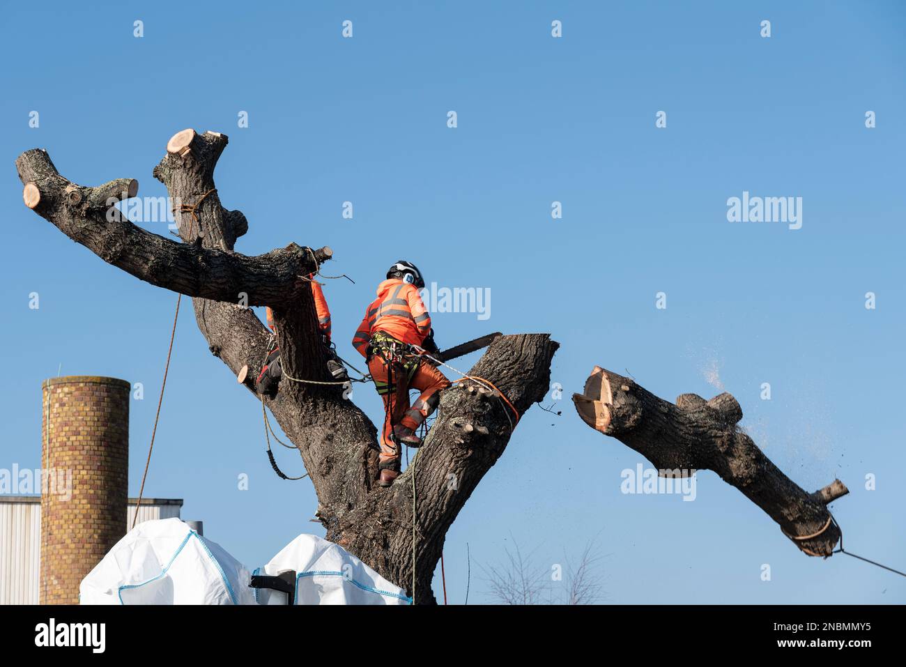 Holt Farm Oak Tree being chopped down following extended protests ...