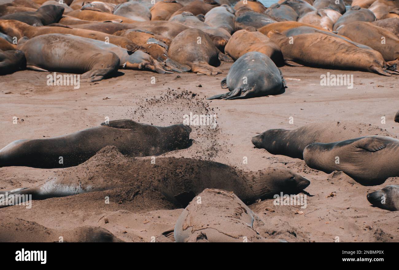 A view of sea elephants in beach Stock Photo - Alamy