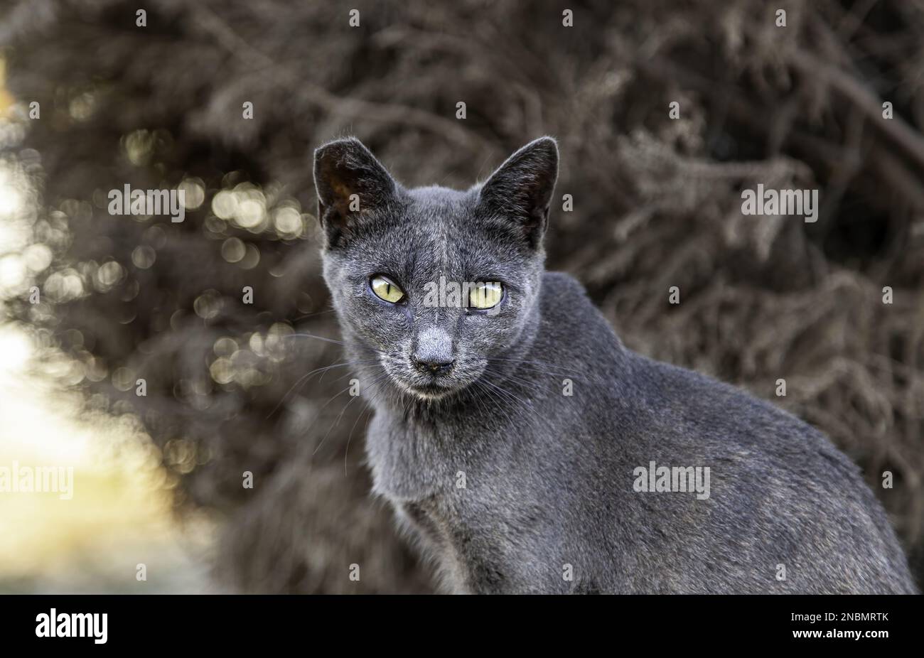 Feral domestic cat group hi-res stock photography and images - Alamy