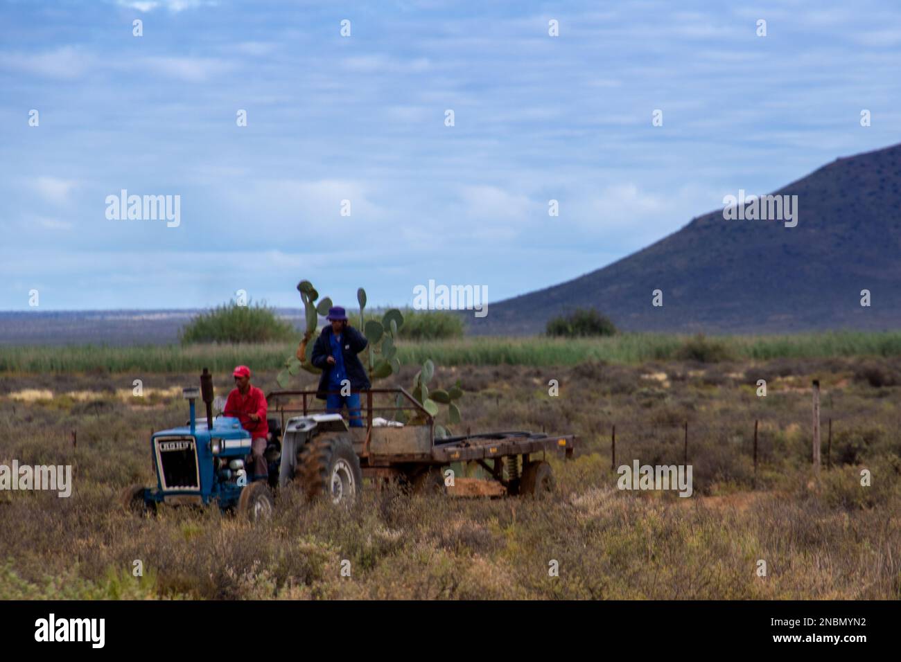 Sheep farm south africa workers hi-res stock photography and images - Alamy