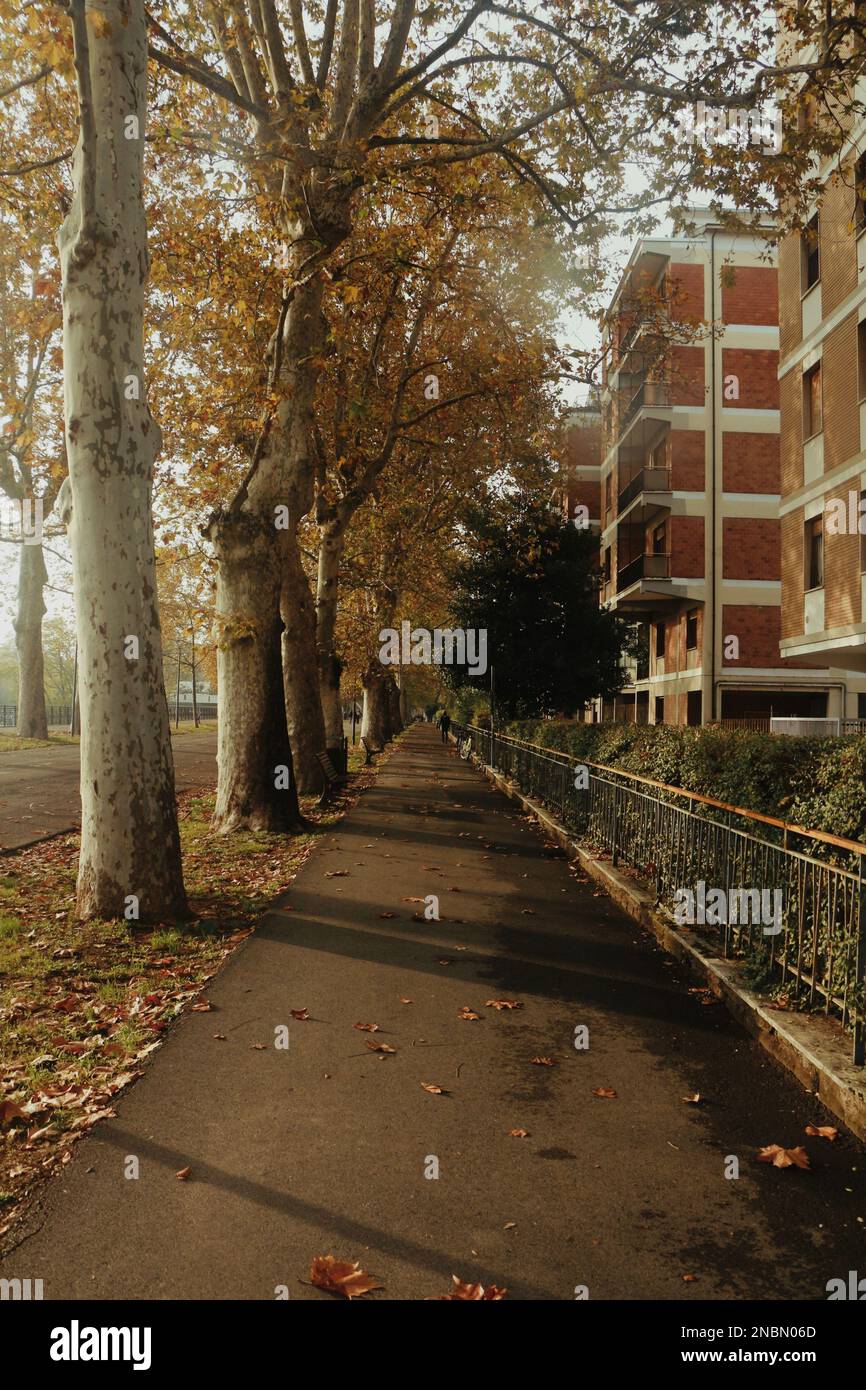 A vertical shot of benches and trees in a park in Piacenza, Italy Stock ...
