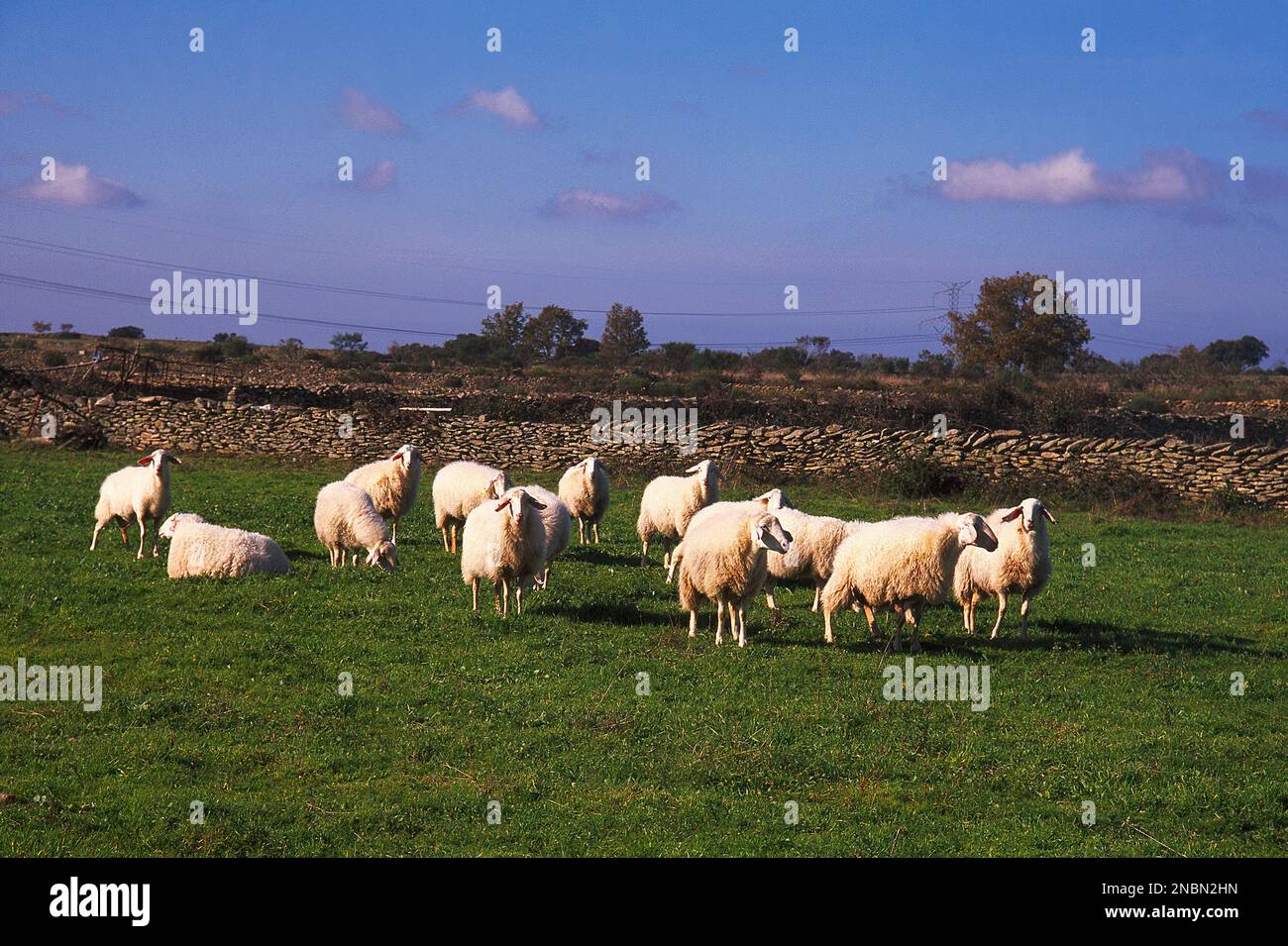 Animales de granja ovejas hi-res stock photography and images - Alamy