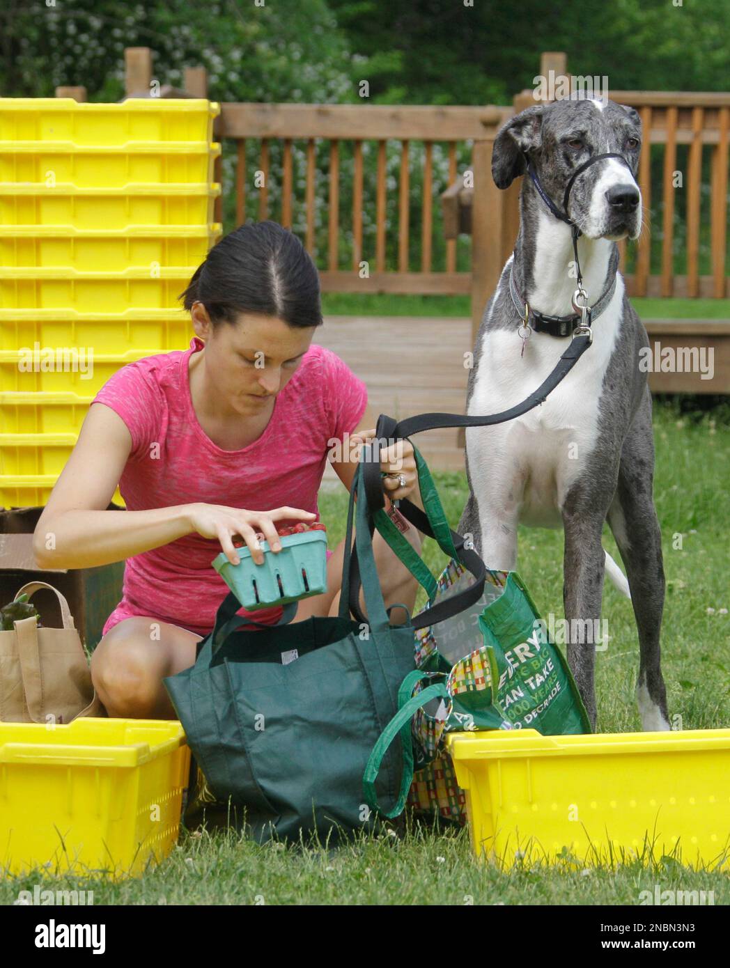 Emily Malloy loads strawberries in a bag as her Great Dane, Marley ...