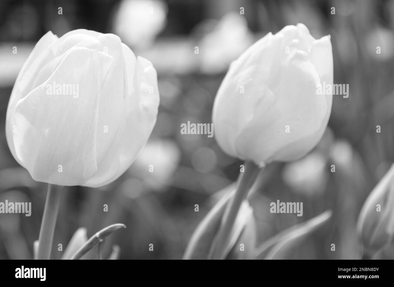 fresh tulip flower yellow color with copy space Stock Photo - Alamy