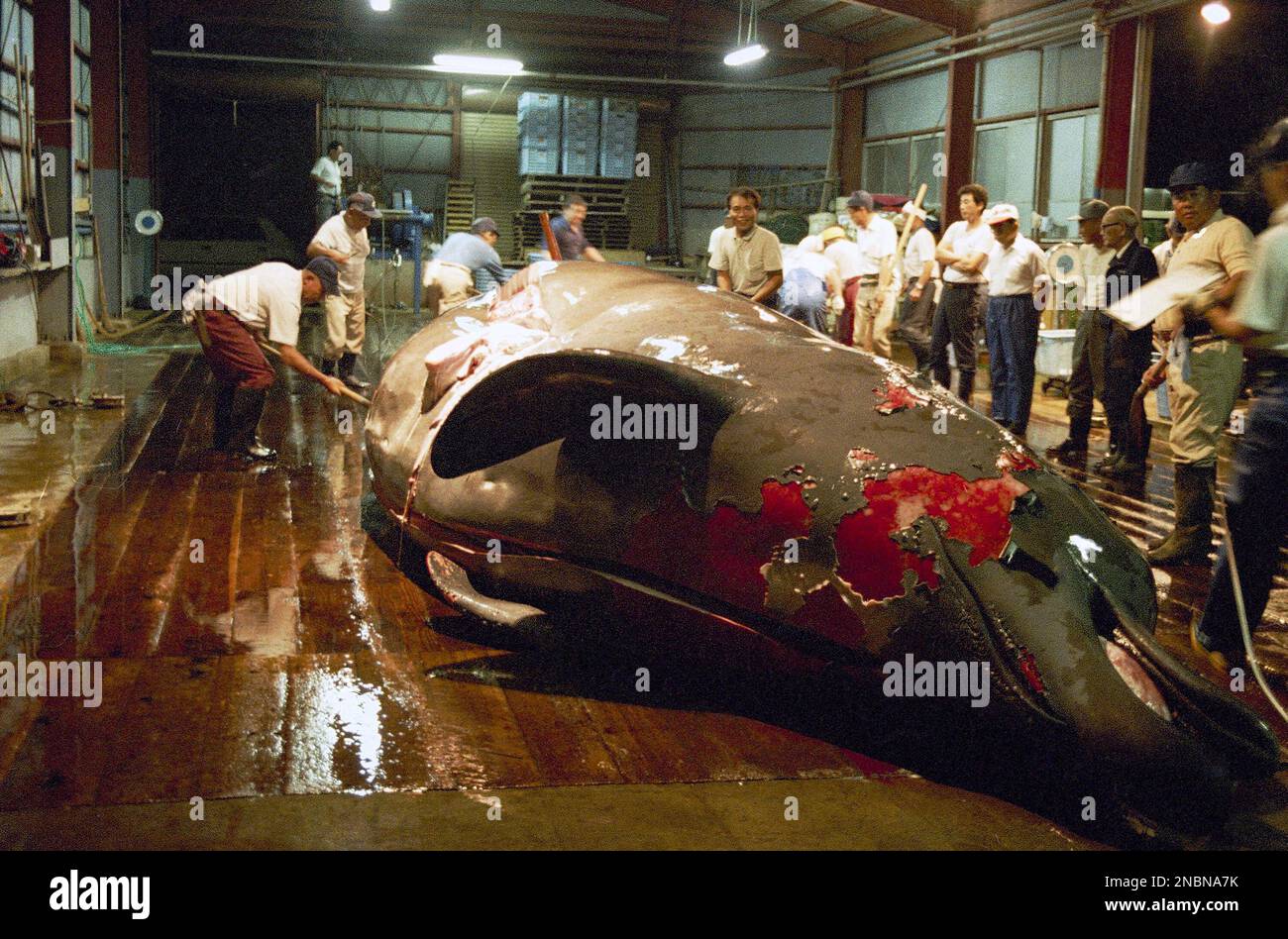 A whaler starts carving up a Baird’s beaked whale while others look on ...