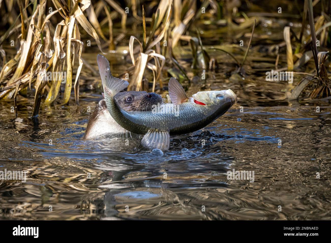 CUTE images show an otter mum looking for some fresh fish for her pups ...