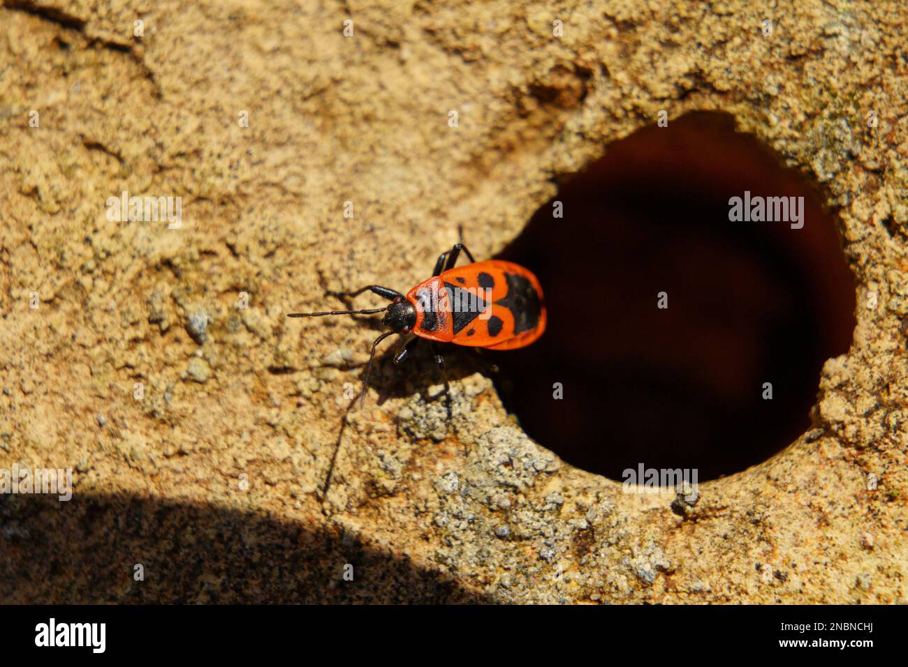 A closeup of a fire bug on the sunlit ground, a hole near Stock Photo ...