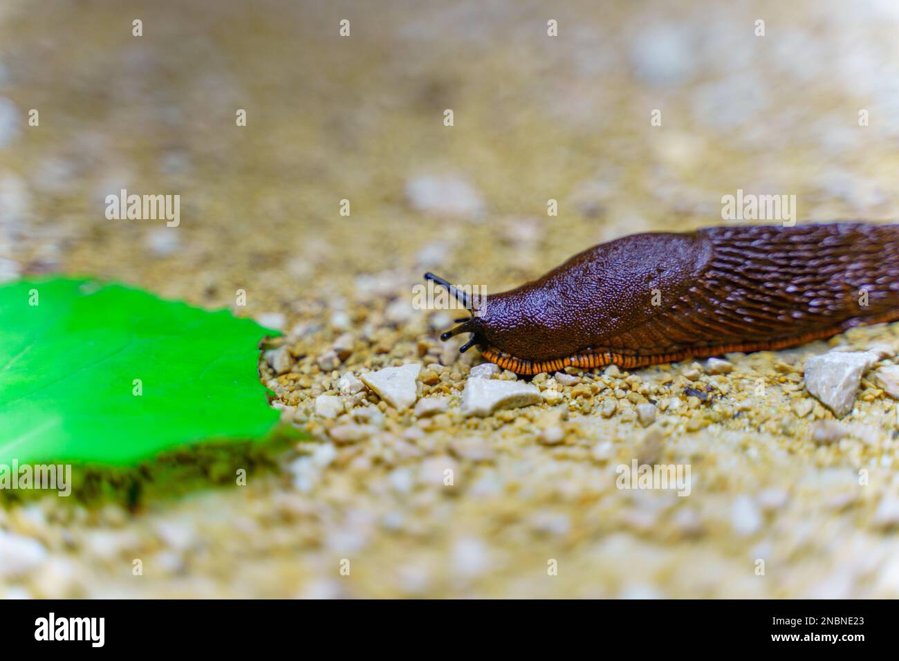 A selective focus of a brown slug on the ground Stock Photo - Alamy