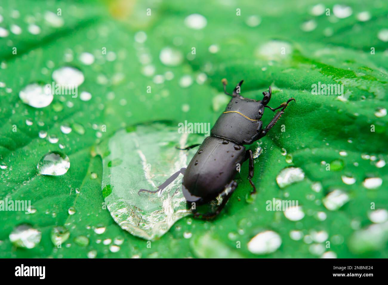 A selective focus of a black Stag beetle on a wet leaf with water drop ...