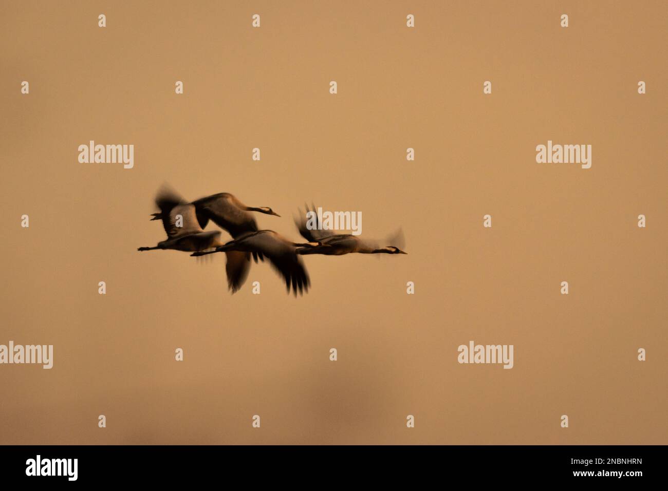 A flock of Common cranes (Grus grus) flying in the air with copy space ...