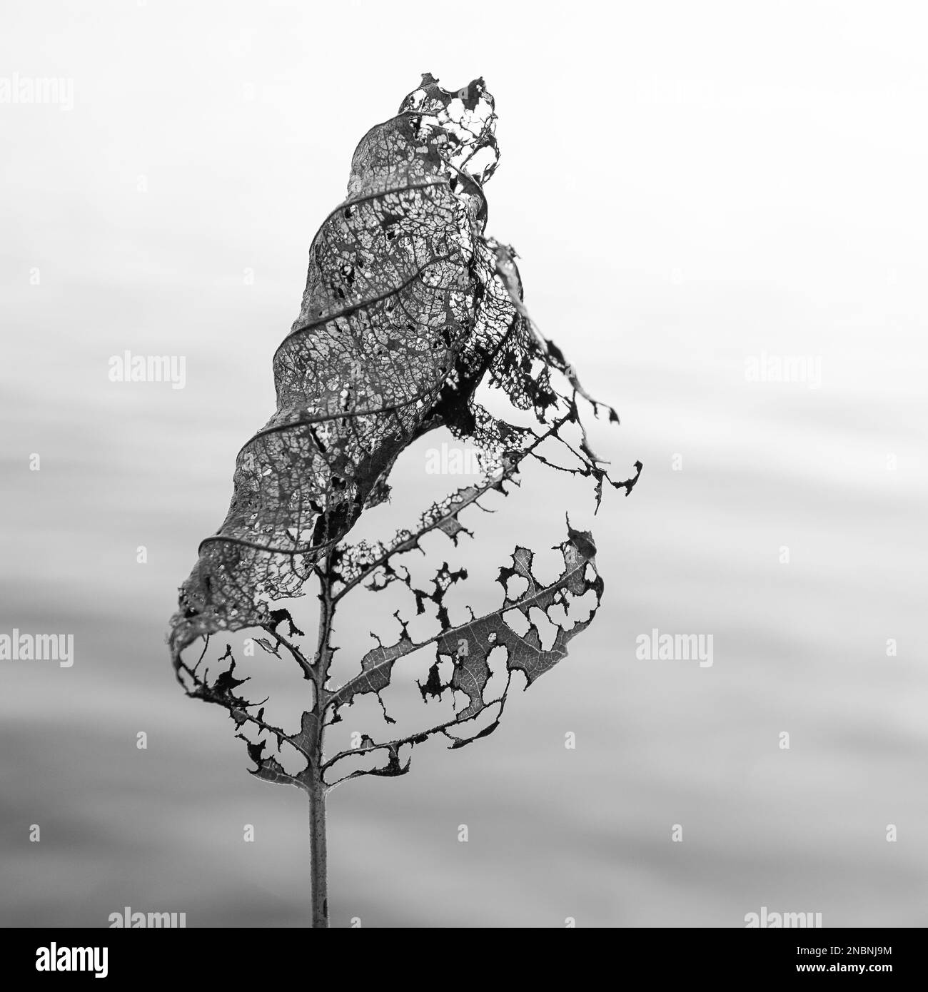 Leaf background blurred Black and White Stock Photos & Images - Alamy