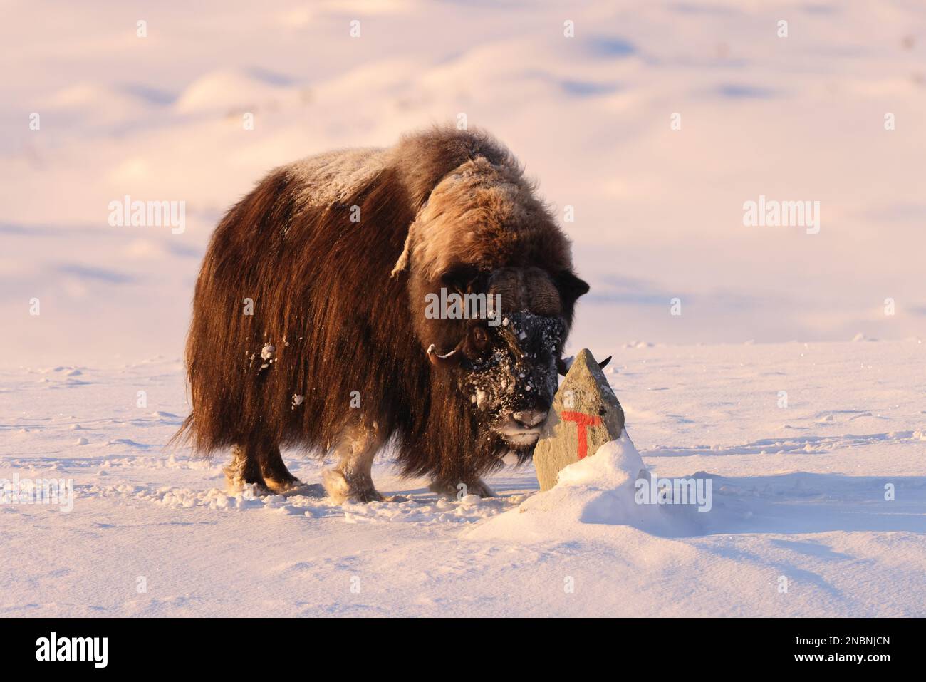 musk ox at a trail marker in winter in Dovrefjell-Sunndalsfjella ...