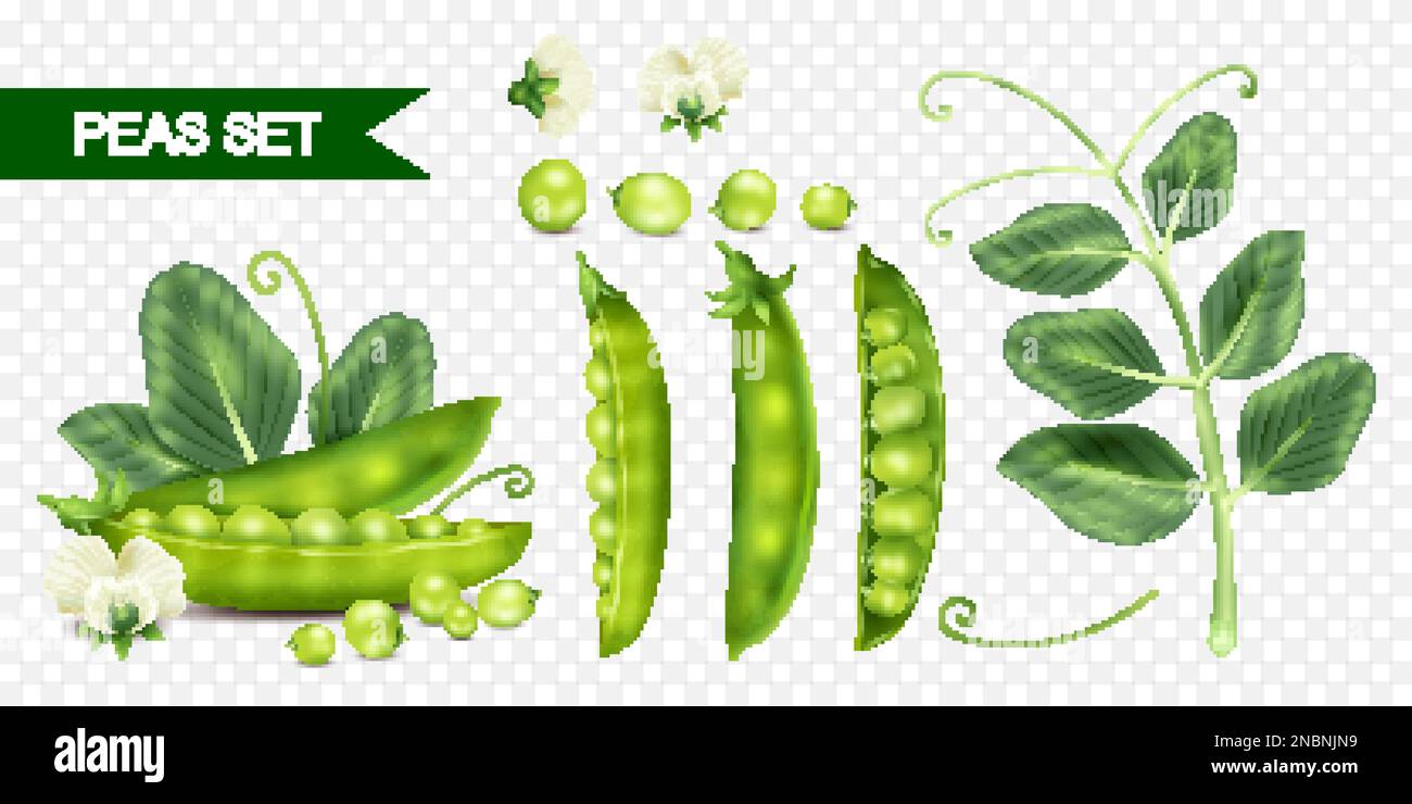 Realistic peas icons set with fresh beans and plants on transparent ...